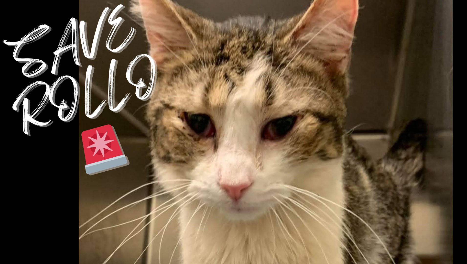 Fundraiser by April Moore : Save Rollo’s Life