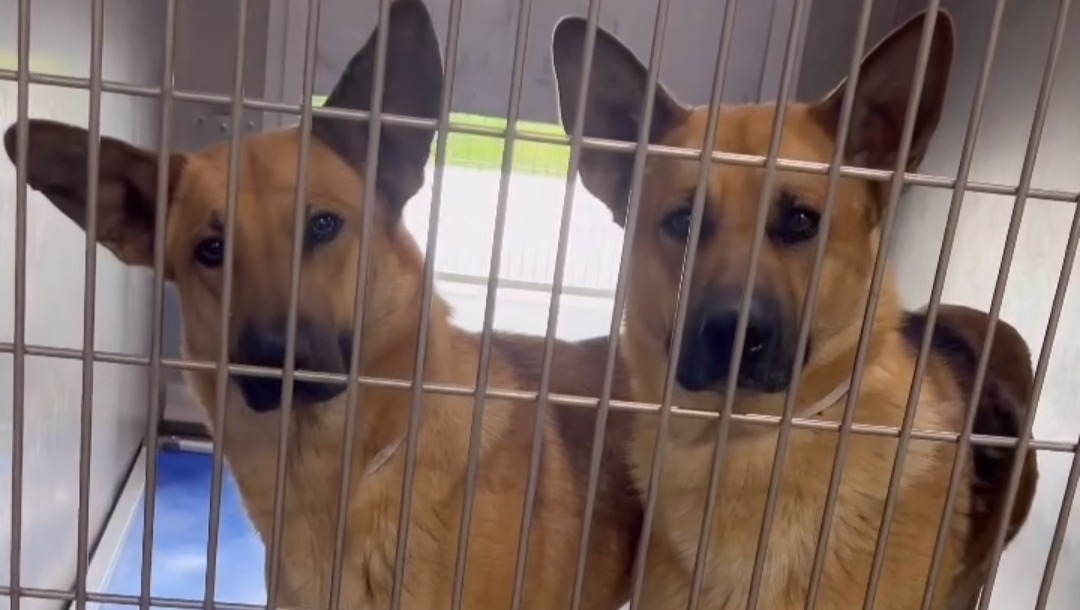 Fundraiser by Vanessa Singh : Transportation