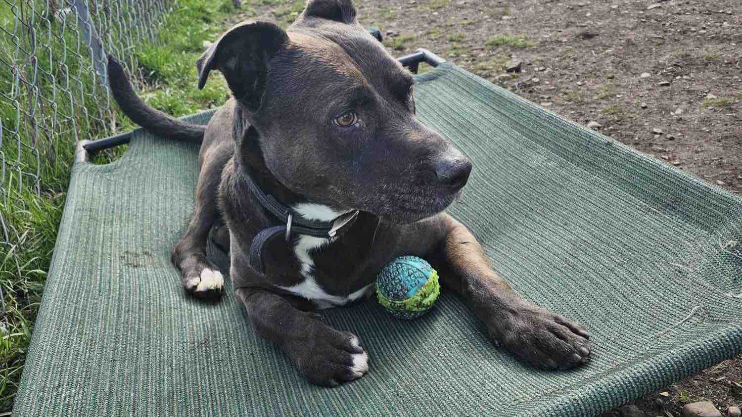 Fundraiser by Amber Worrell : Help the animals of our community!