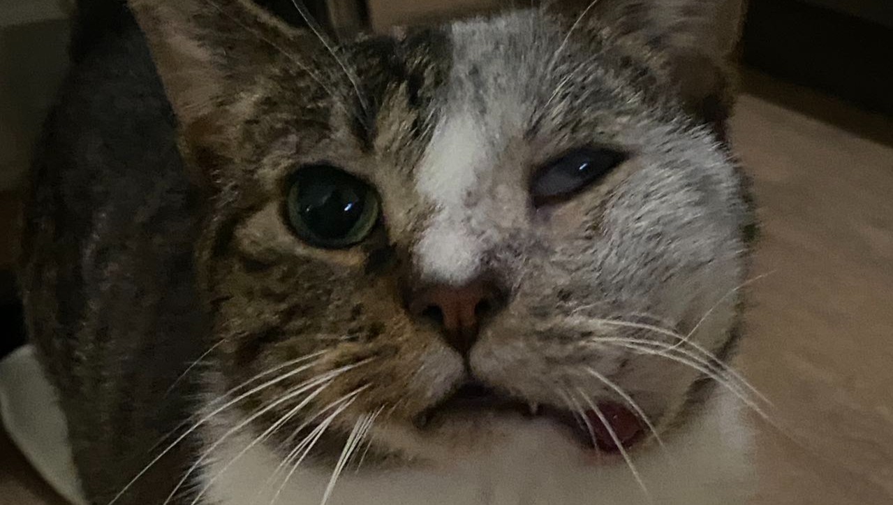 Fundraiser by Yuchun Li : Please help the sweetest cat Peipei