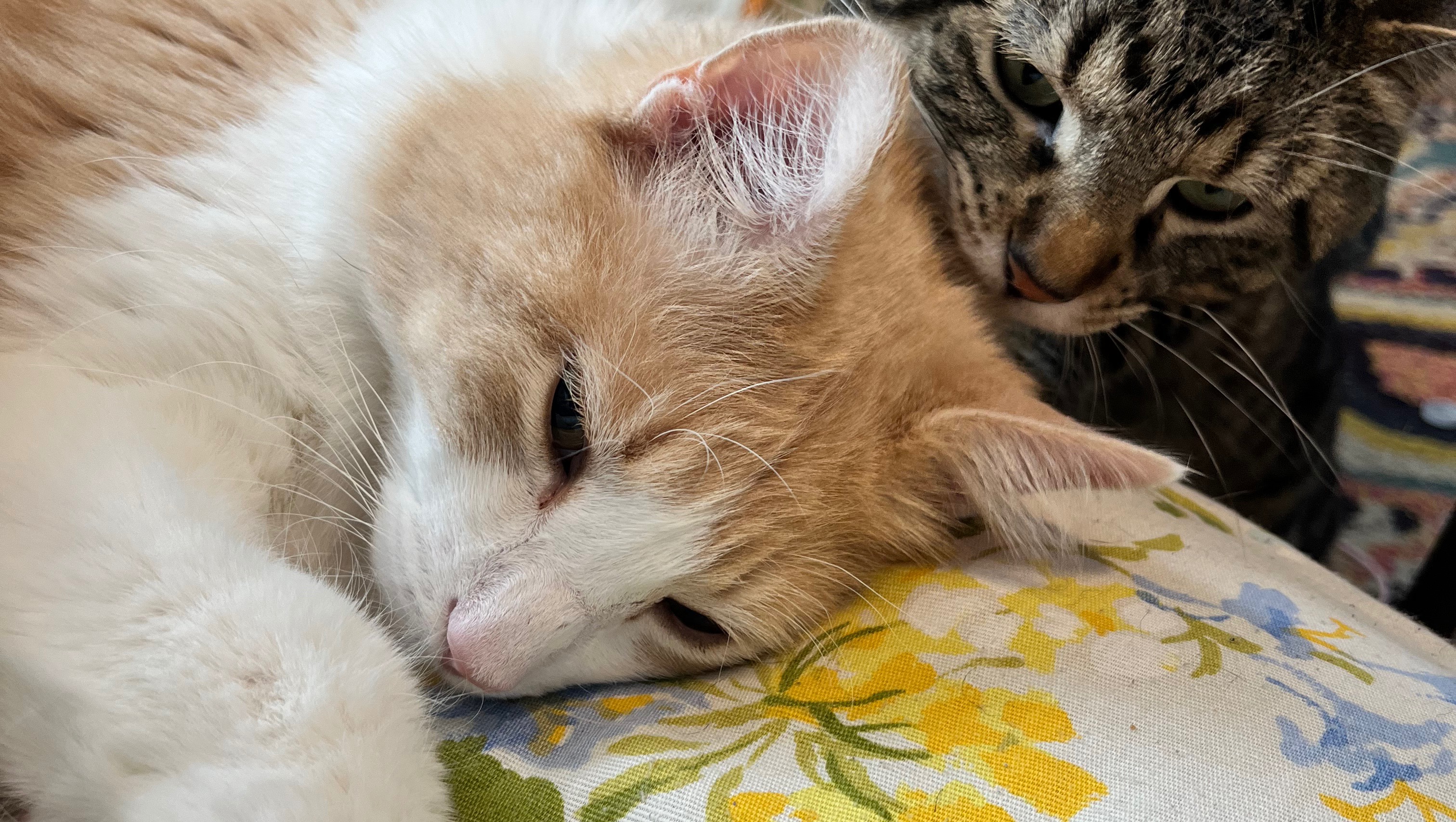 Fundraiser by Samantha Gibbs-Johnson : Support Kitty's Battle with Cryptococcosis.