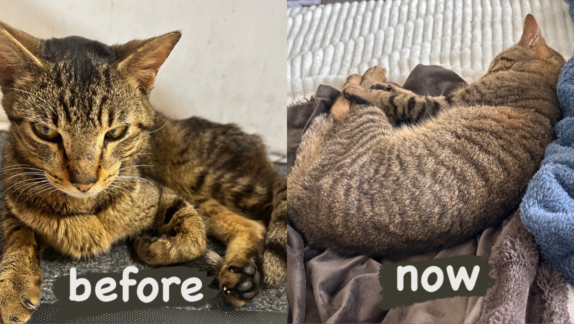 Cagnottes organisées par Kali Gerber : Fund Bear's Urgent Medical Needs