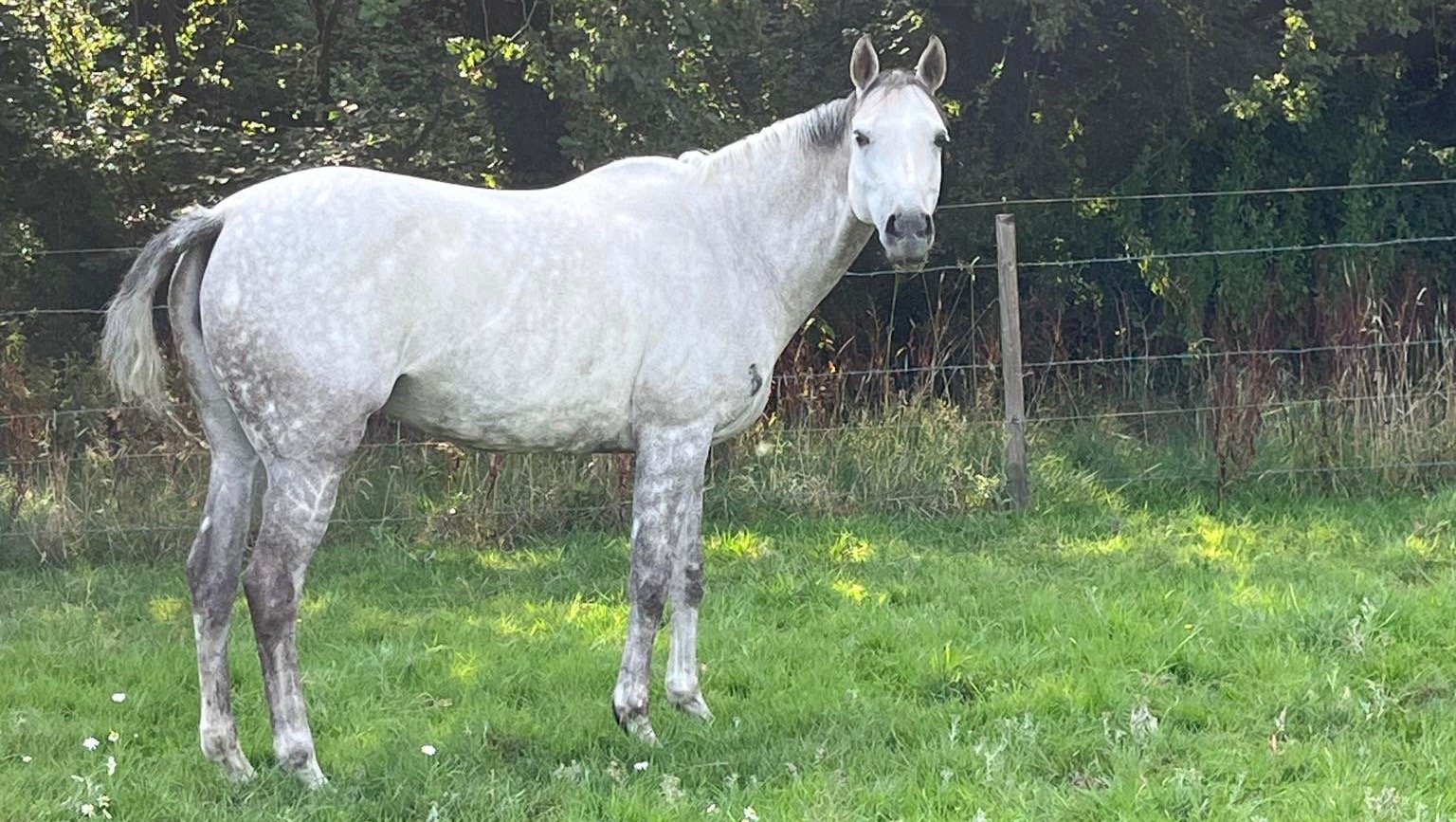 Fundraiser by Kaylie Parker : HSHR’s Lacey Operation