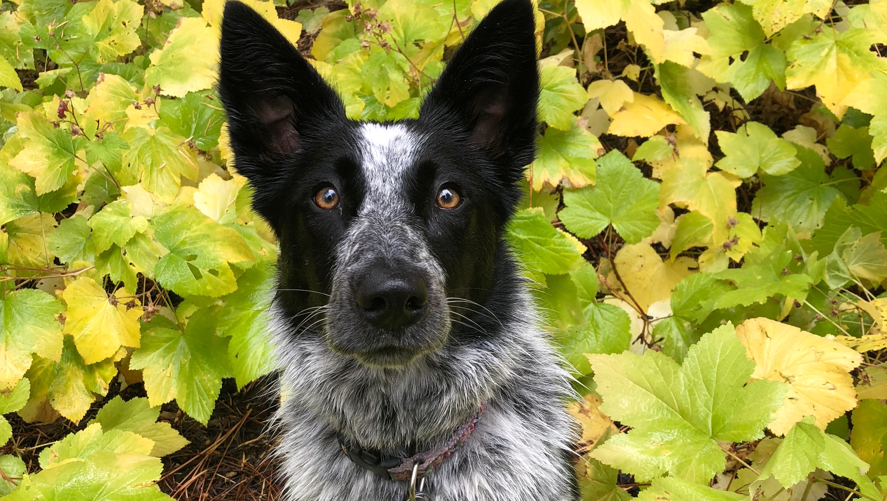 Fundraiser by Nina Robbins : Help for Lilly dog