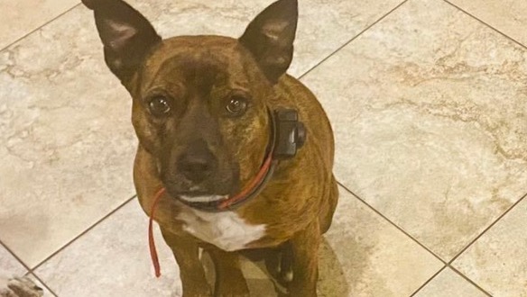 Recaudación de fondos de Deborah See: Support Izzy's Road to Recovery