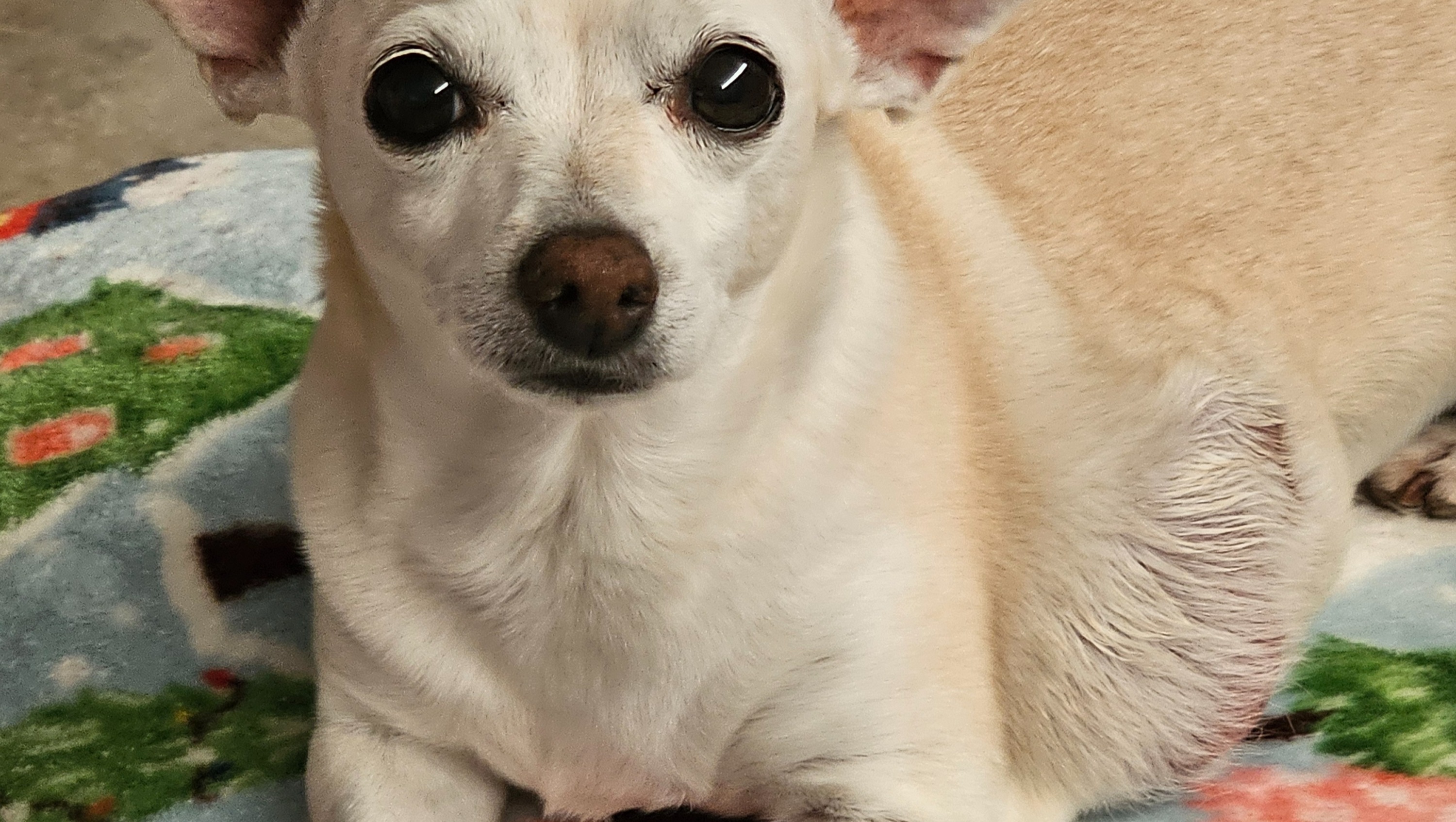 Fundraiser by Christina Farris : My Precious Ruby has a Tumor help me ...