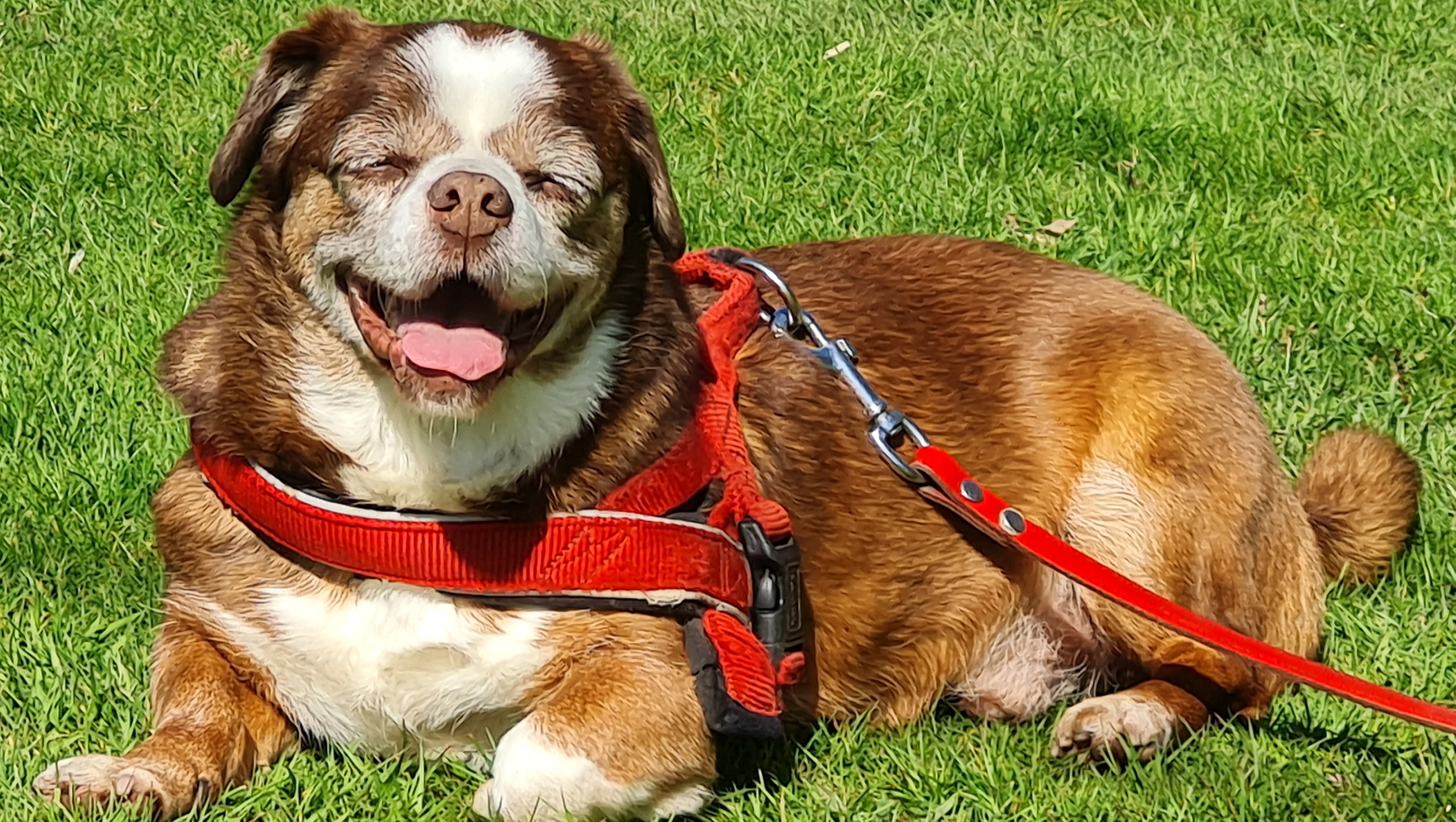 Fundraiser by Flore De hoog : What is Pat? Pat's DNA truth campaign