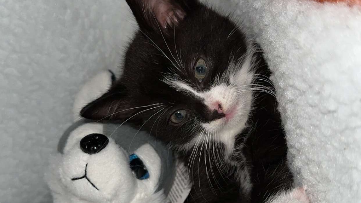 Fundraiser by Jack Rosser : Help Jack and Rhys get Joey the surgery he ...