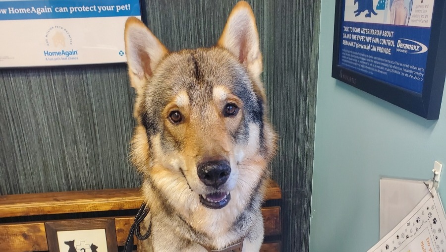 Fundraiser by Ashley Hopson : Help Micco....He is our family