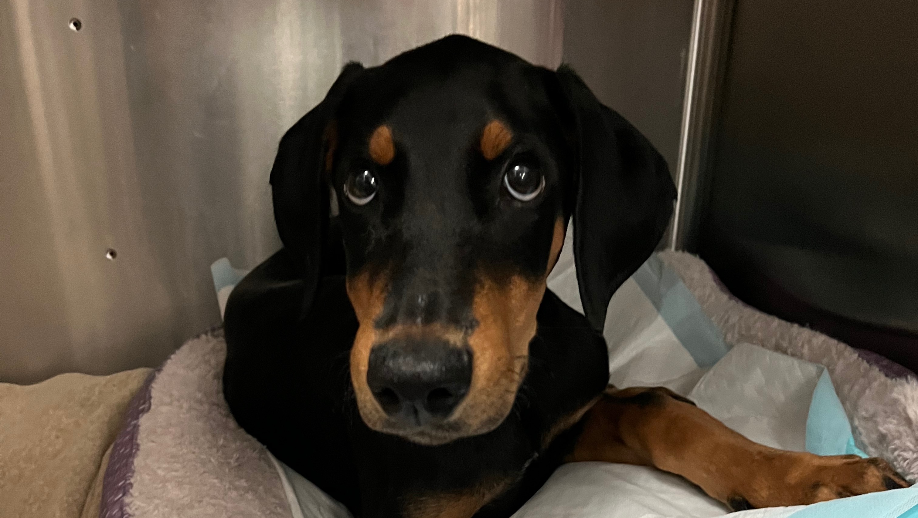 Fundraiser by Juliana Guerrero : Help Julio Heal: surgery for a ...