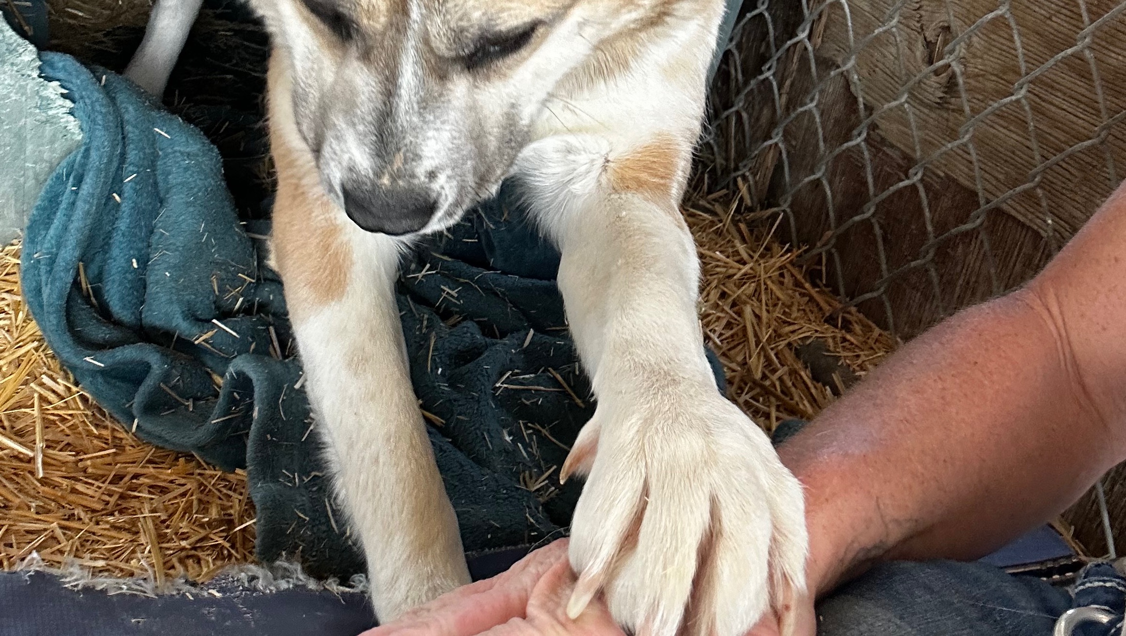 Fundraiser by Charlsie Duffy-Wilcox : Spay and Neuter shelter and ...