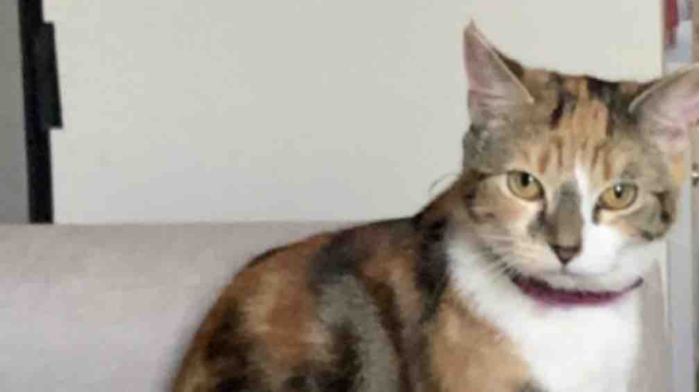 Fundraiser by Chloe Ingram : We need help raising money for our cat biscoff