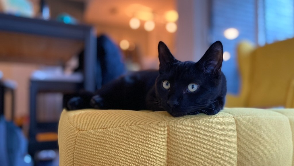 Fundraiser by Ronny Yeung : Support Oni with his Hospital and ...