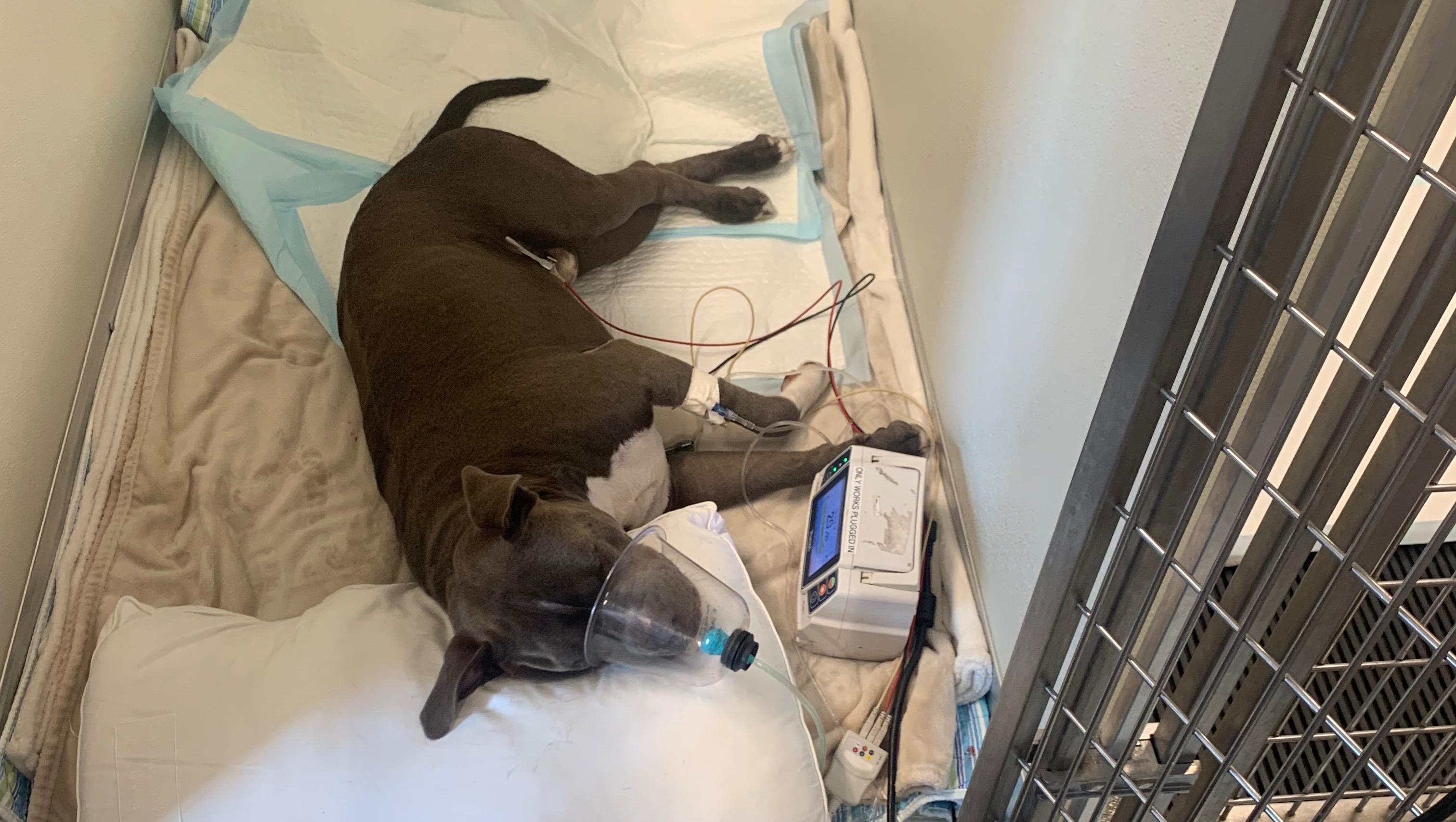 Fundraiser by Shanelle Rodriguez : Help Save Ace: A Puppy's Fight for Life