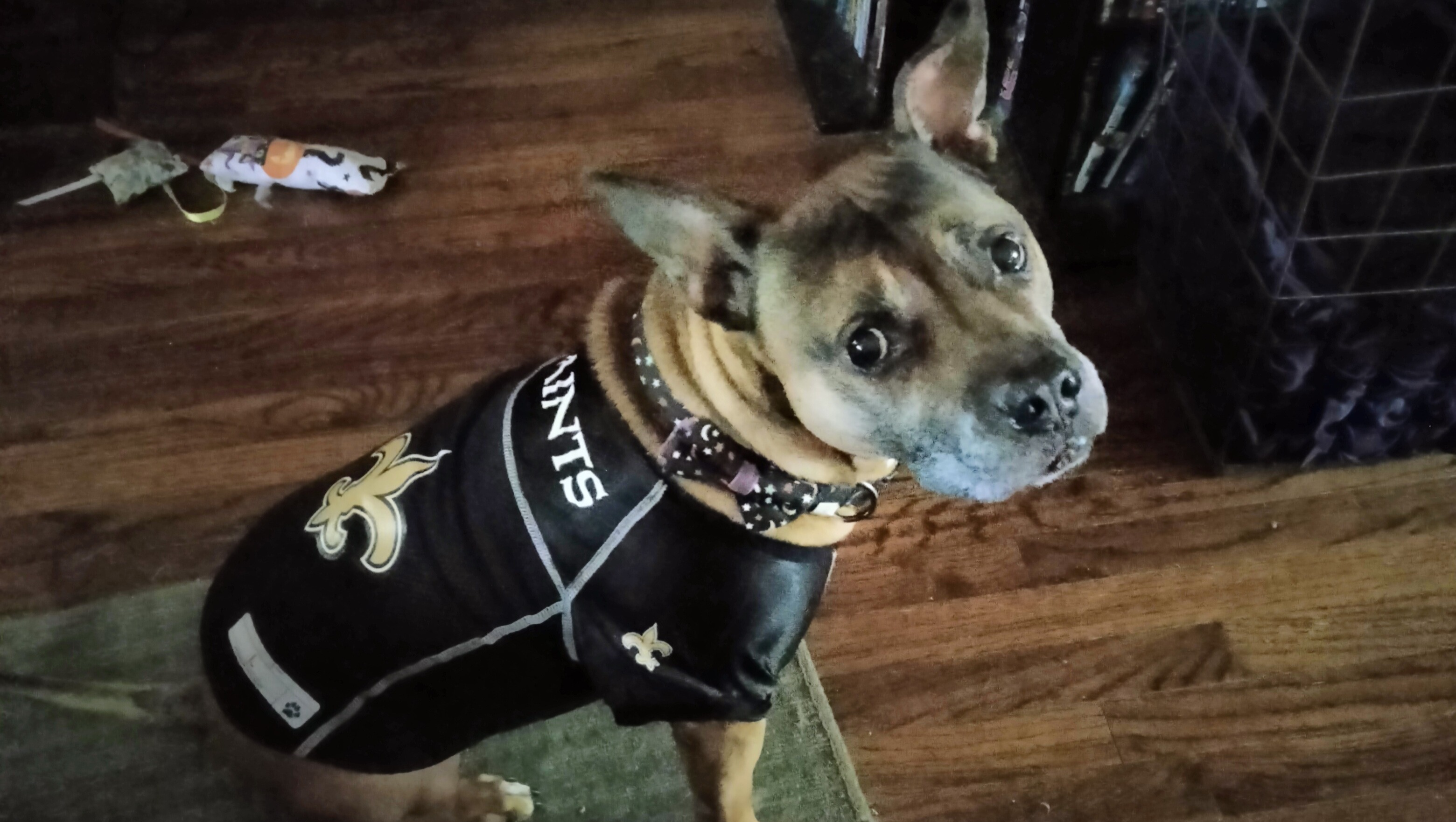 Fundraiser by Cat Williams : Help Jeeper Get the Treatment He Needs