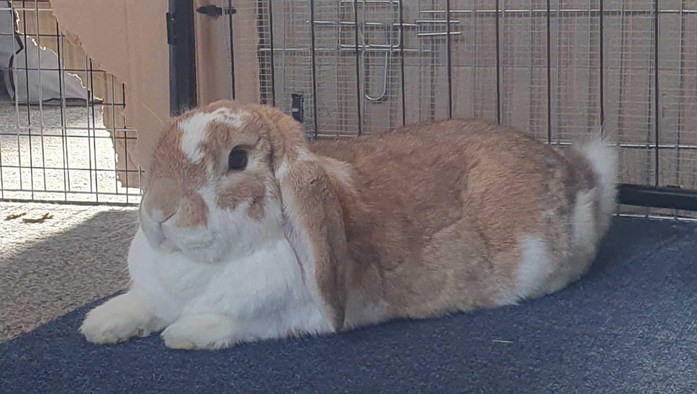 Fundraiser for North Devon Rabbit Rescue by Christiane Soluri Fox ...