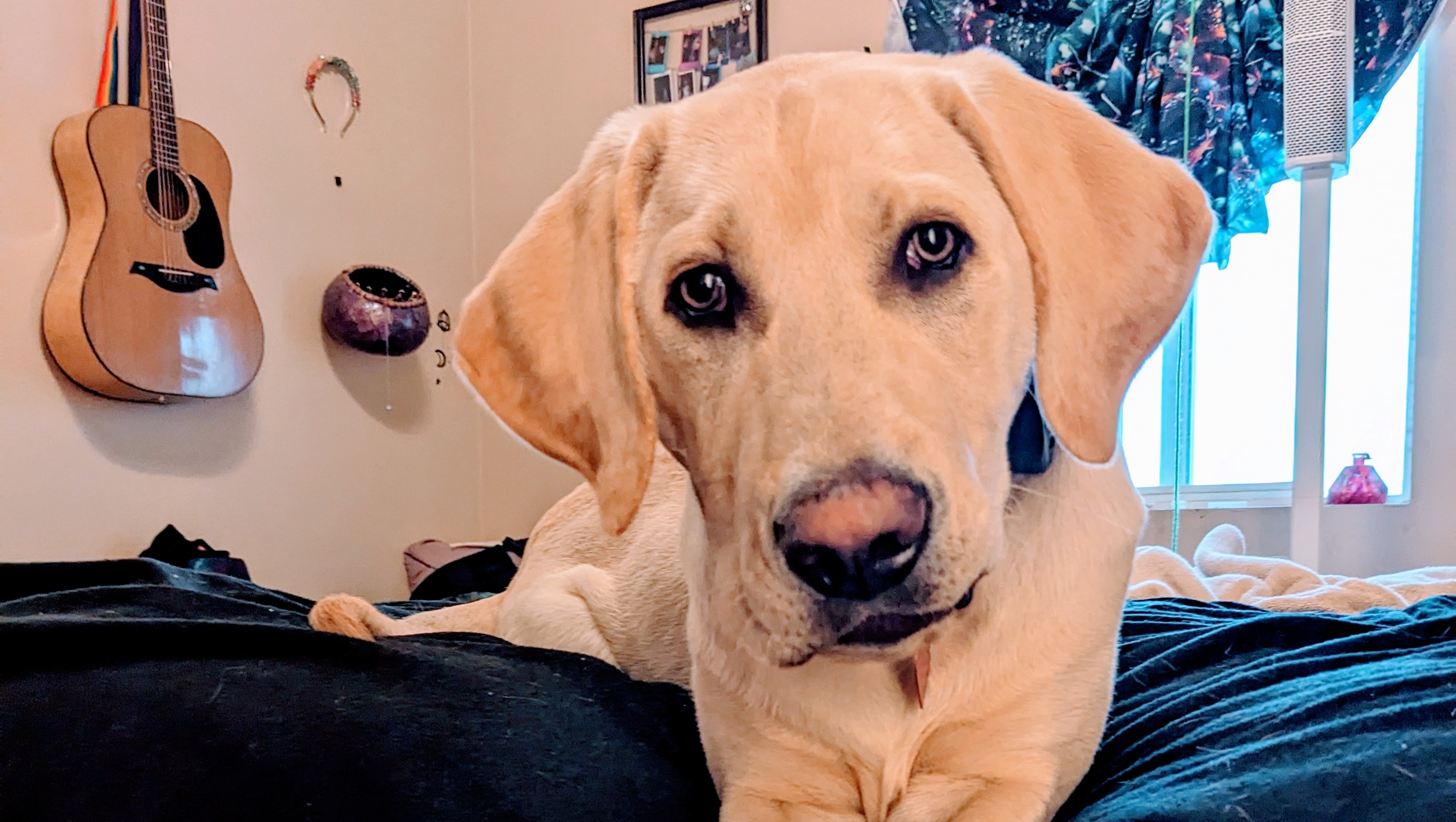 Fundraiser by Kim Durham-Ashton : Apollo's Emergency Surgery