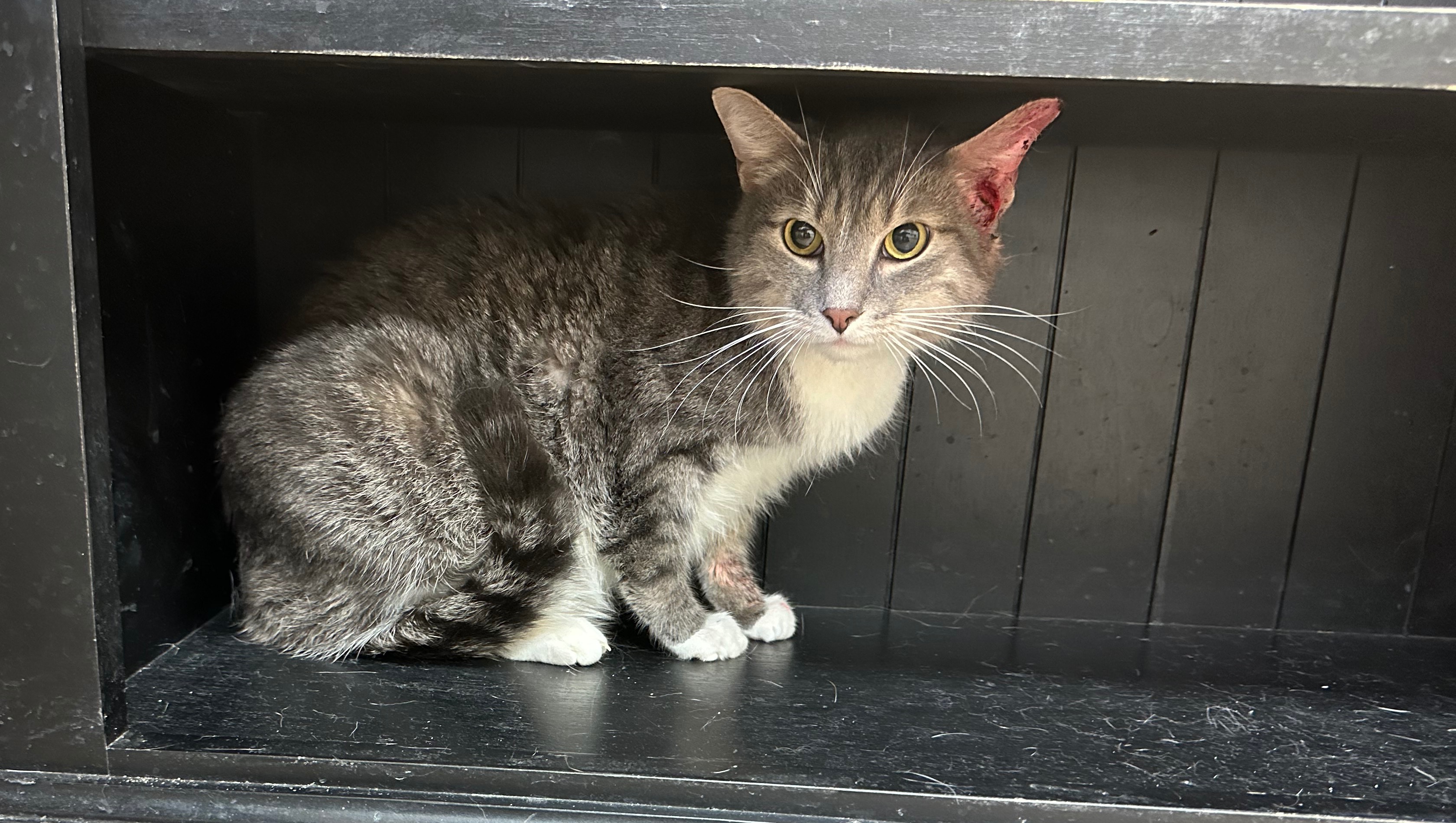 Fundraiser by Janine Ferry : Support Grayson's Cancer Treatment