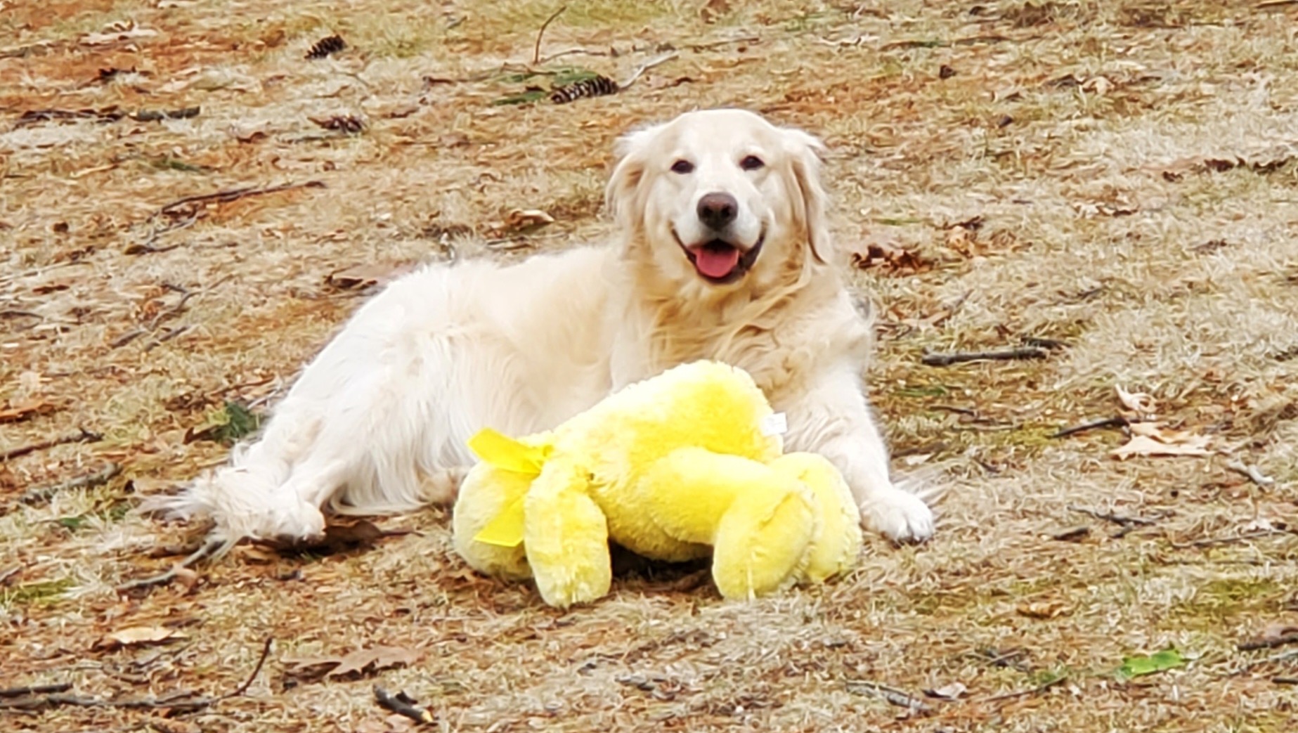 Fundraiser for Jonathan Manns by Tara Ploof : Help Marley get the ...