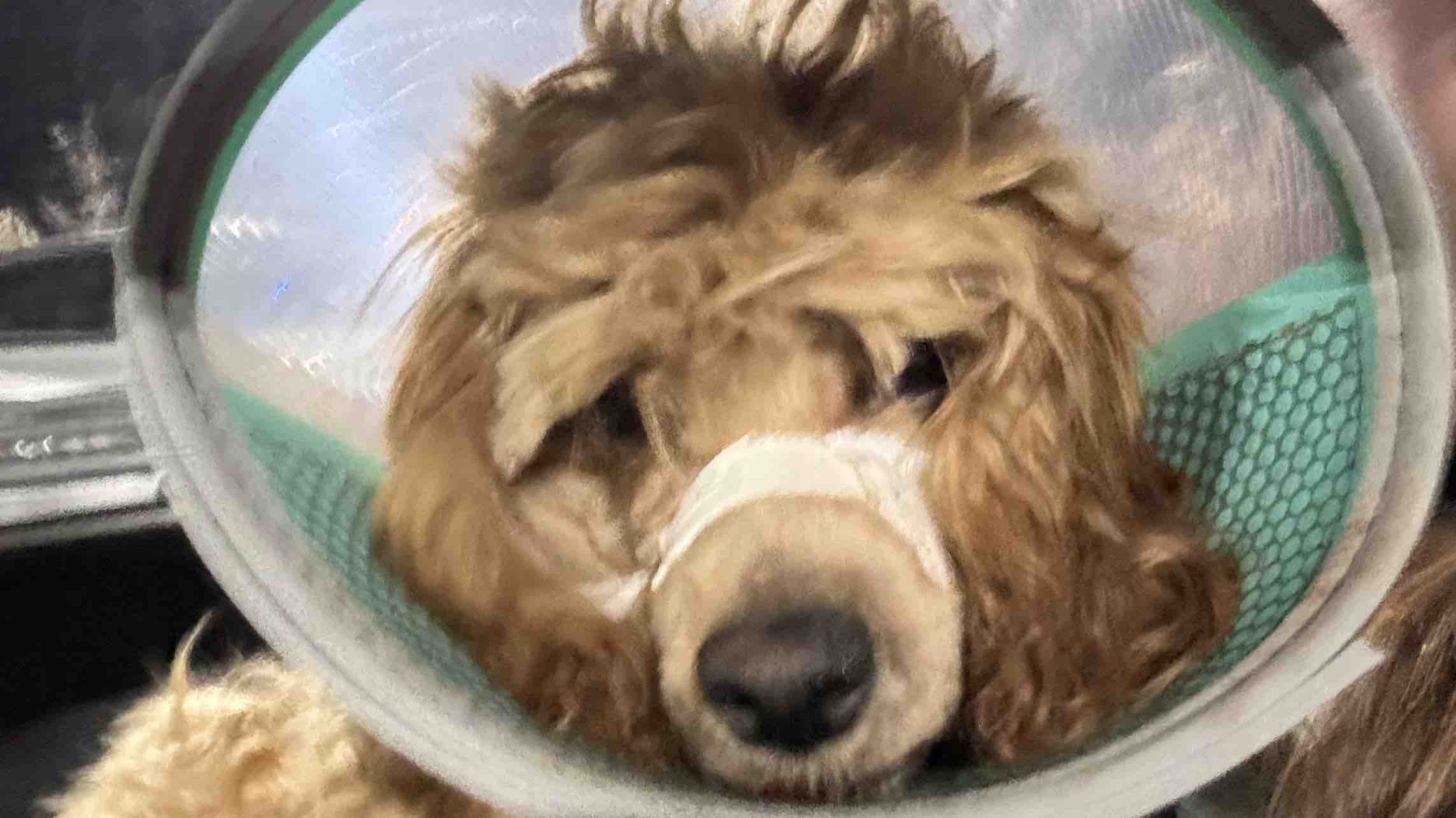 Fundraiser by Shanally Einck : Emergency surgery on a Puppy