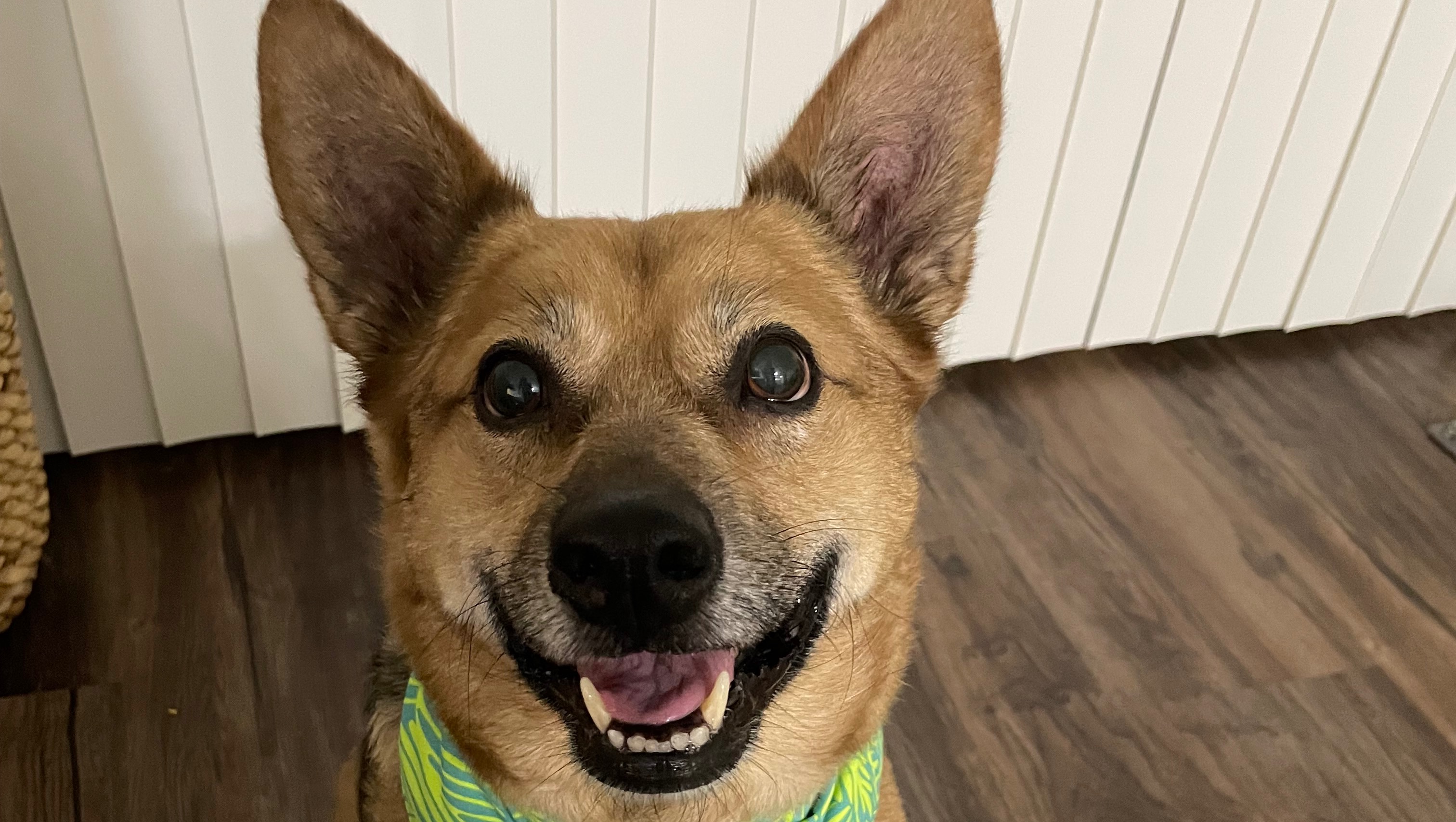 Fundraiser by Kaitlyn Sawler : Support Luna's Journey to Recovery