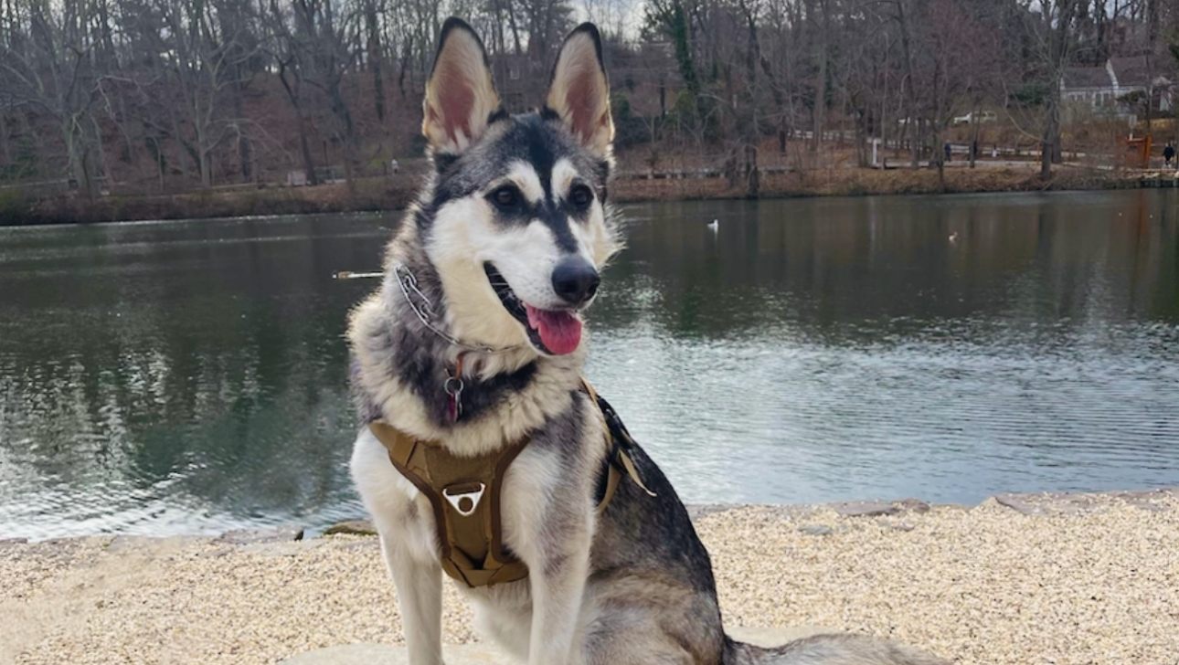 Fundraiser by Joseph Laino : Dixie’s Lymphoma Treatments