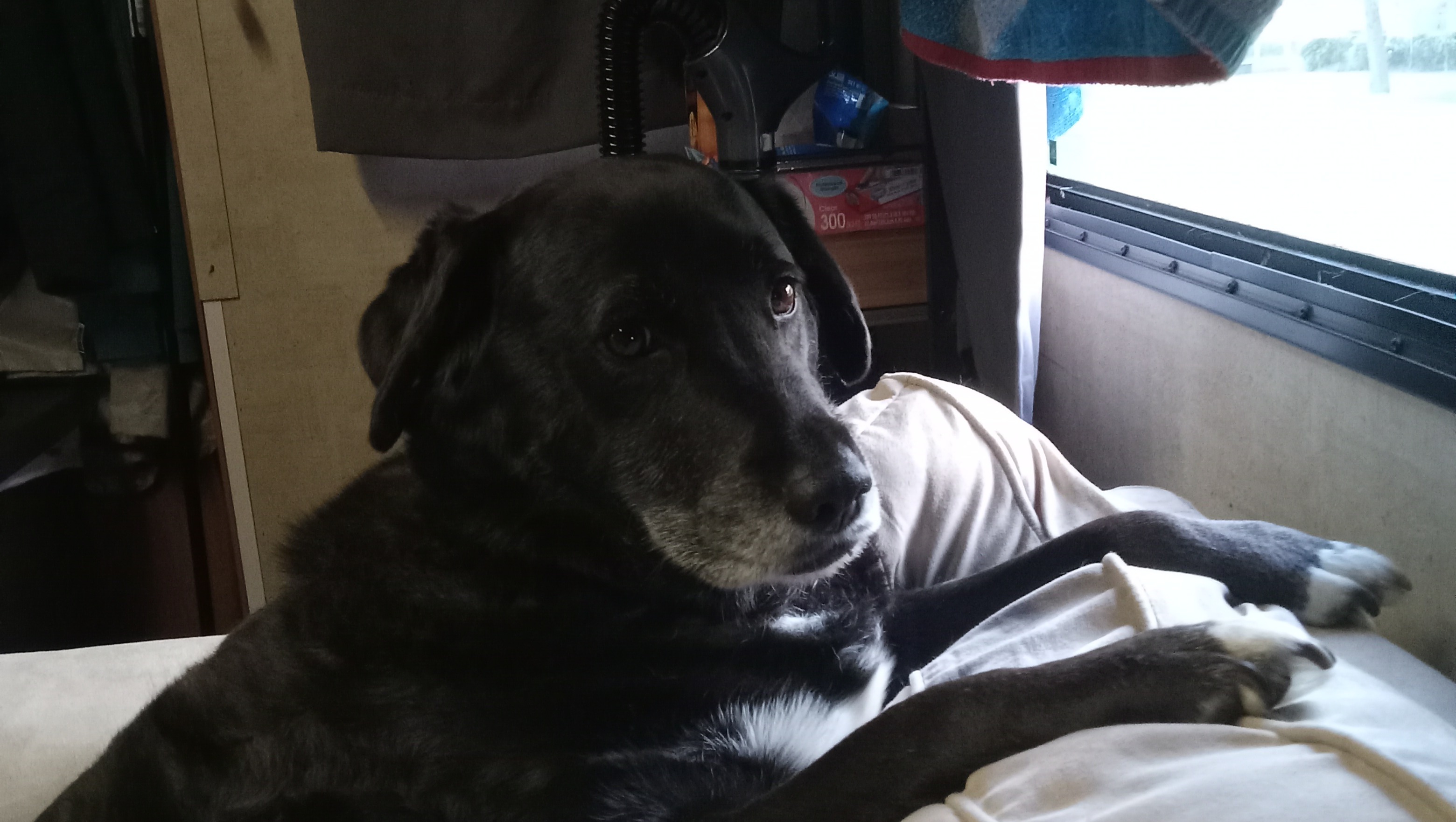 Fundraiser by Marc Hicks : Diogi the dog needs your help!