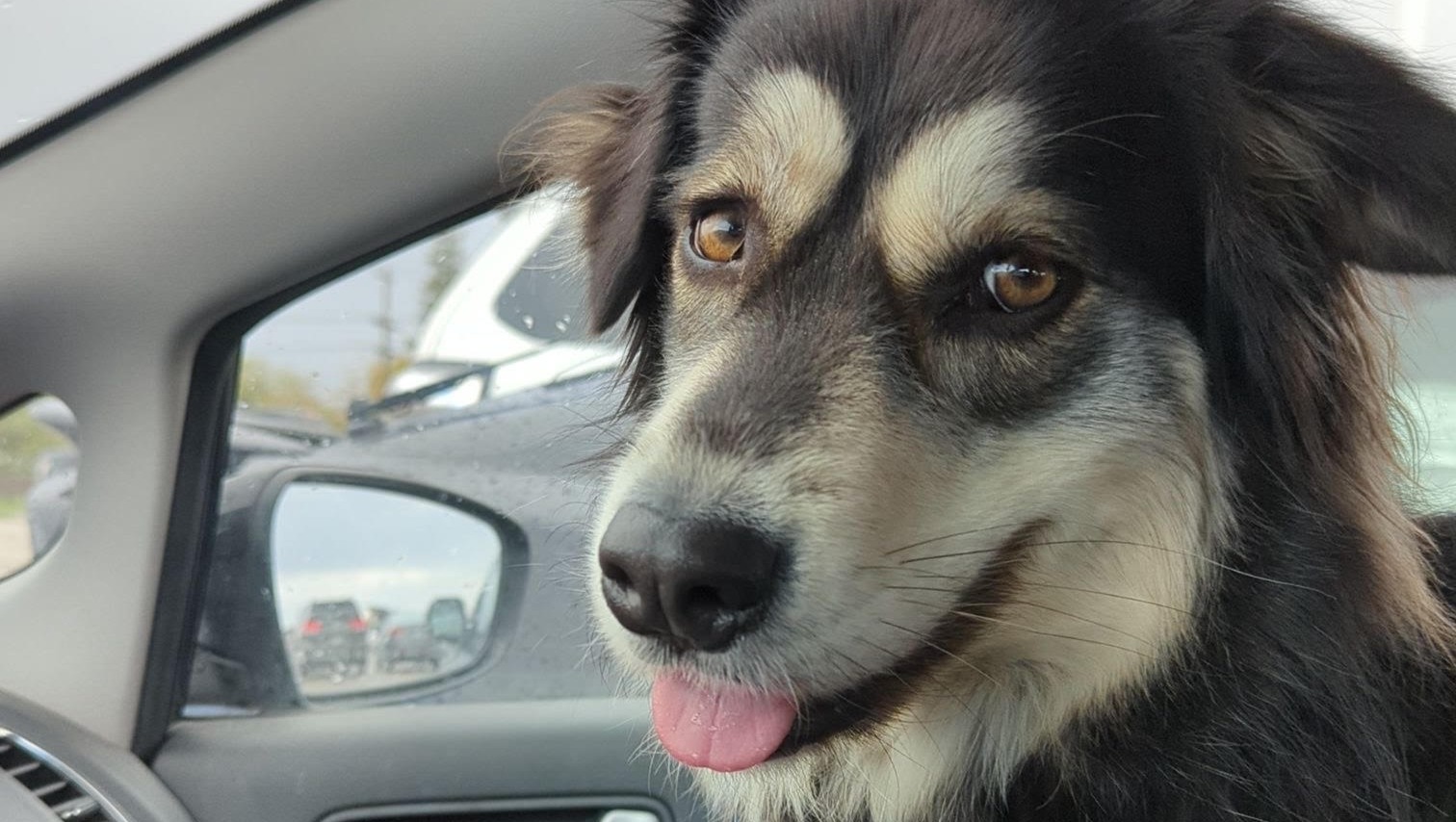 Fundraiser for Veronica Cabral by Alyssa Johnson : Help Nova with her ...