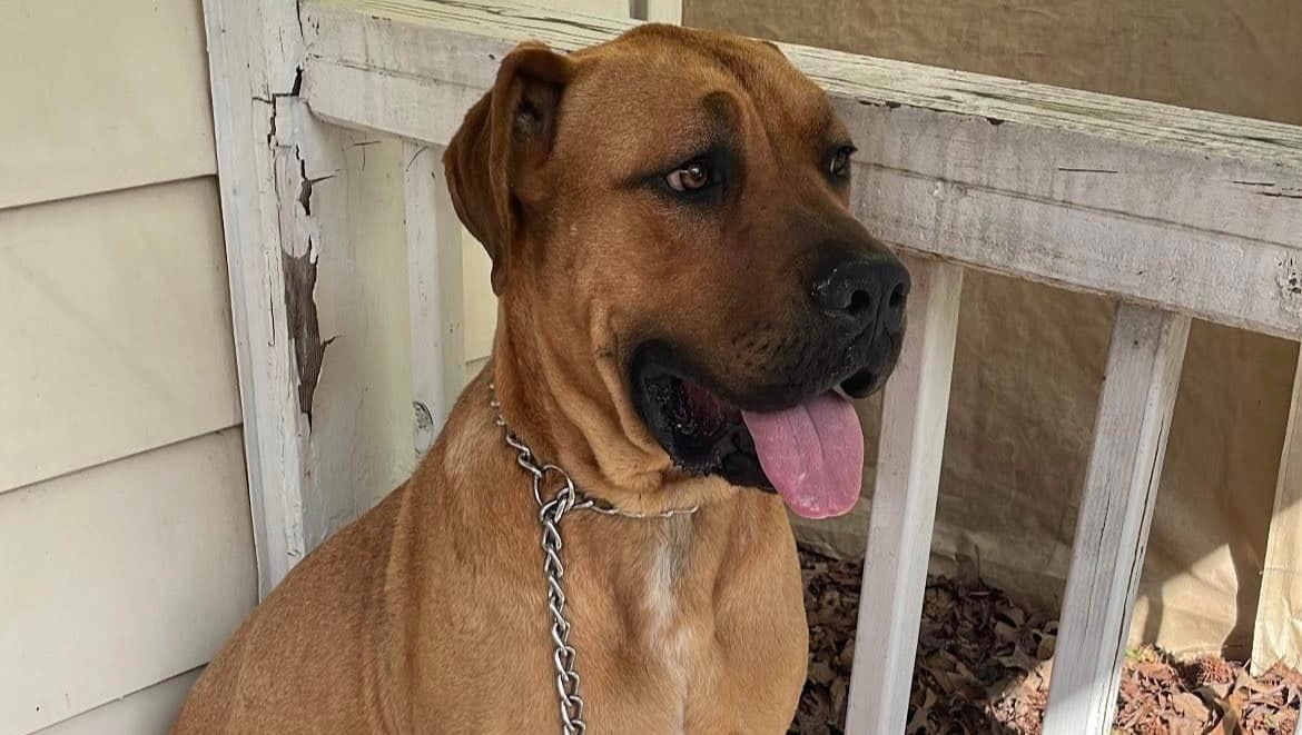 Fundraiser by Regina Gustke : Saving Kevin