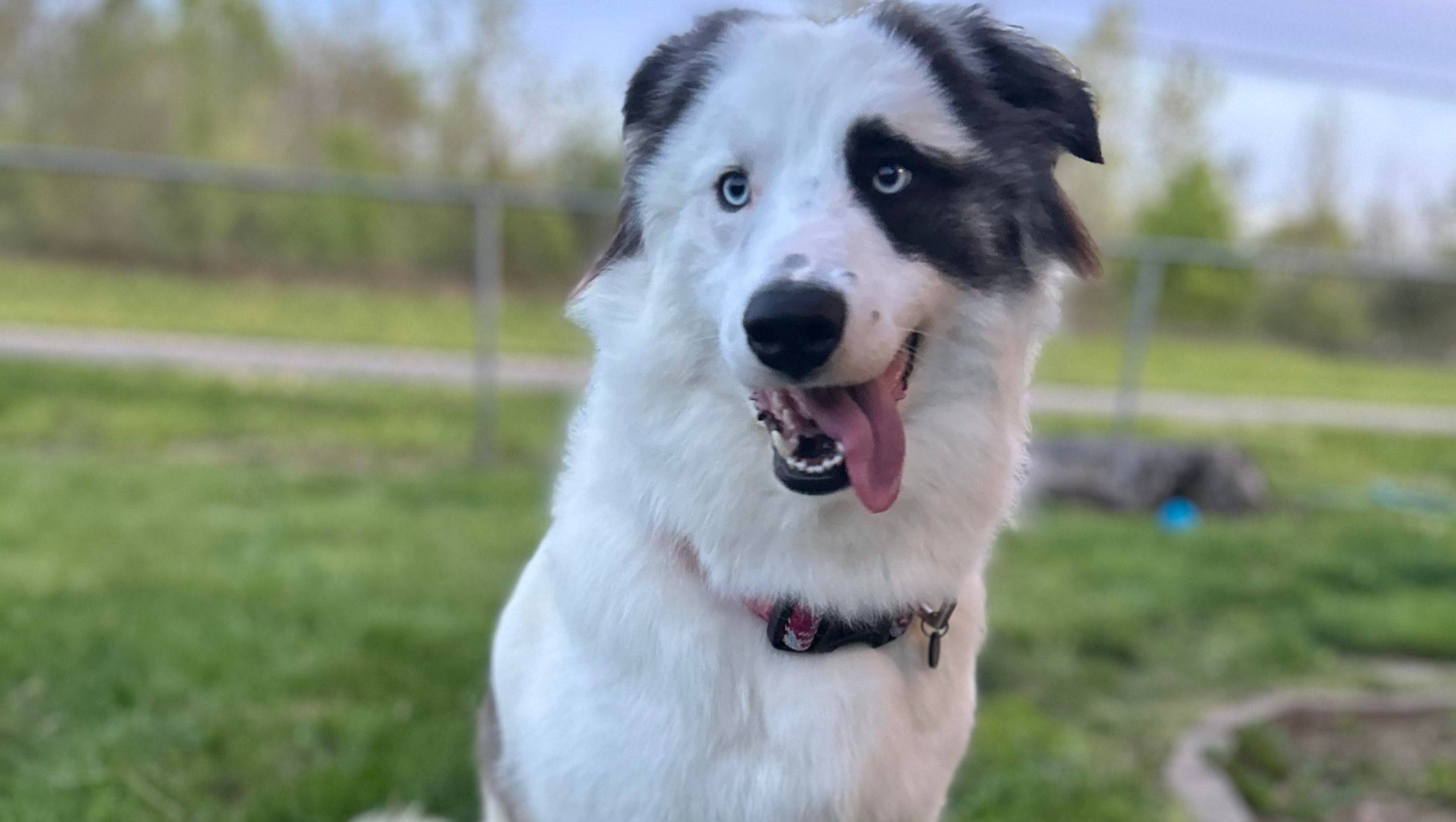 Fundraiser by Eric Brandon : Support Otis's Journey to a Pain-Free Life