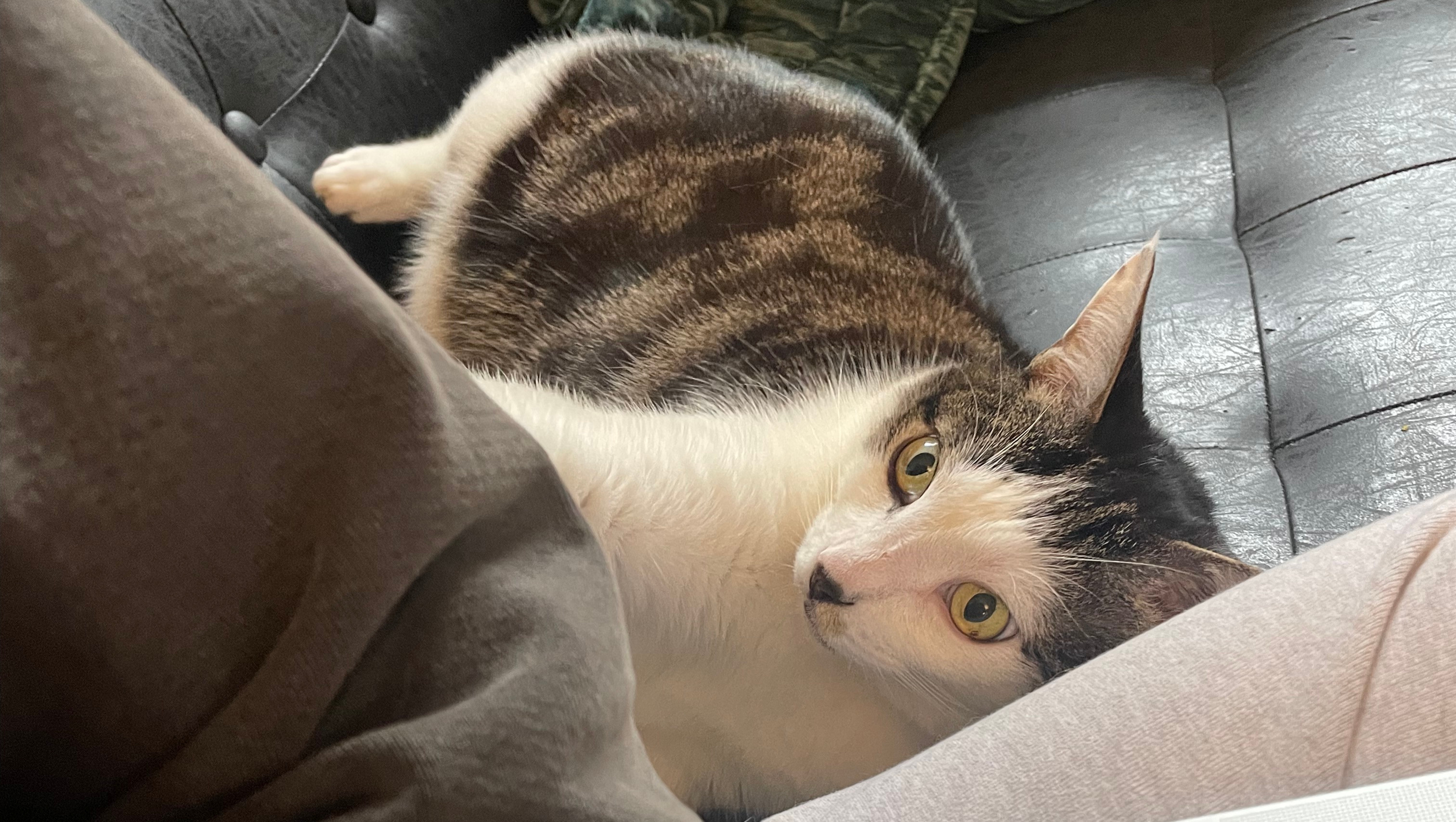 Fundraiser by Casey Roosma : Help save sweet Louie!