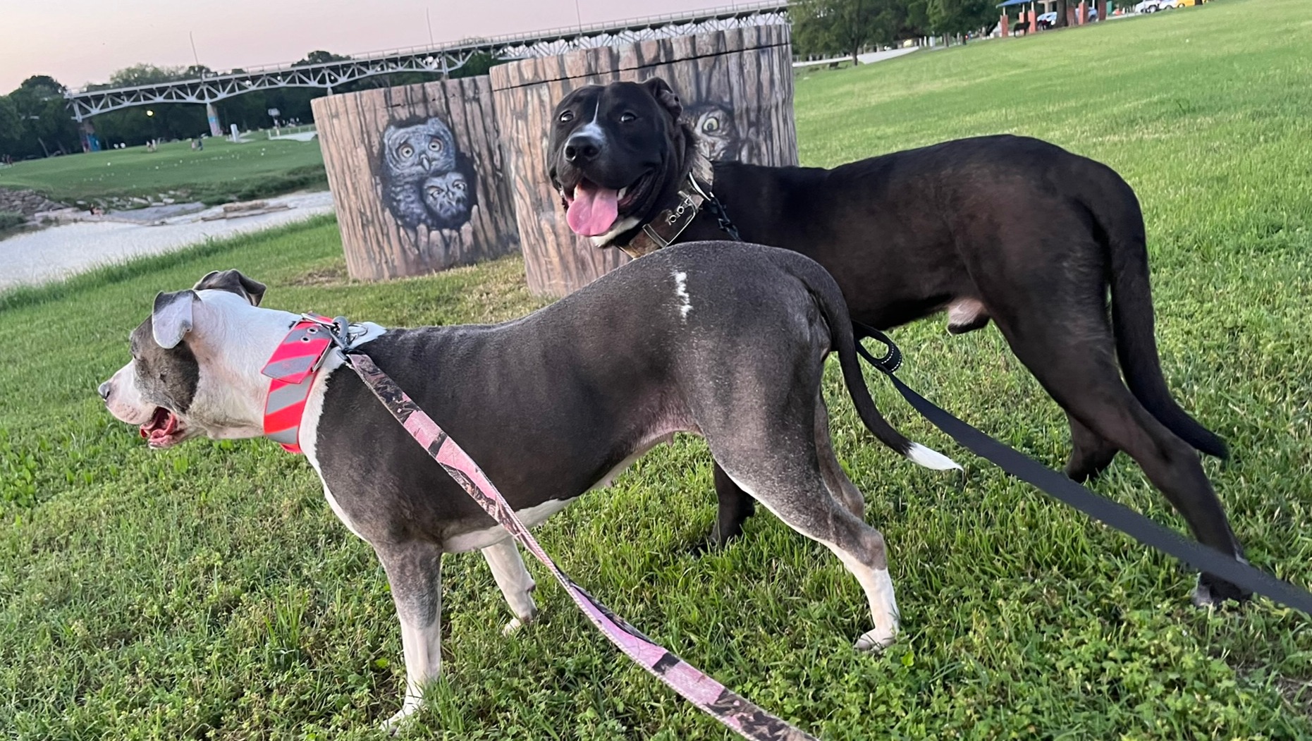 Fundraiser by Damia Gray : Support Damia's, Fish's, and Guppy's Fight ...