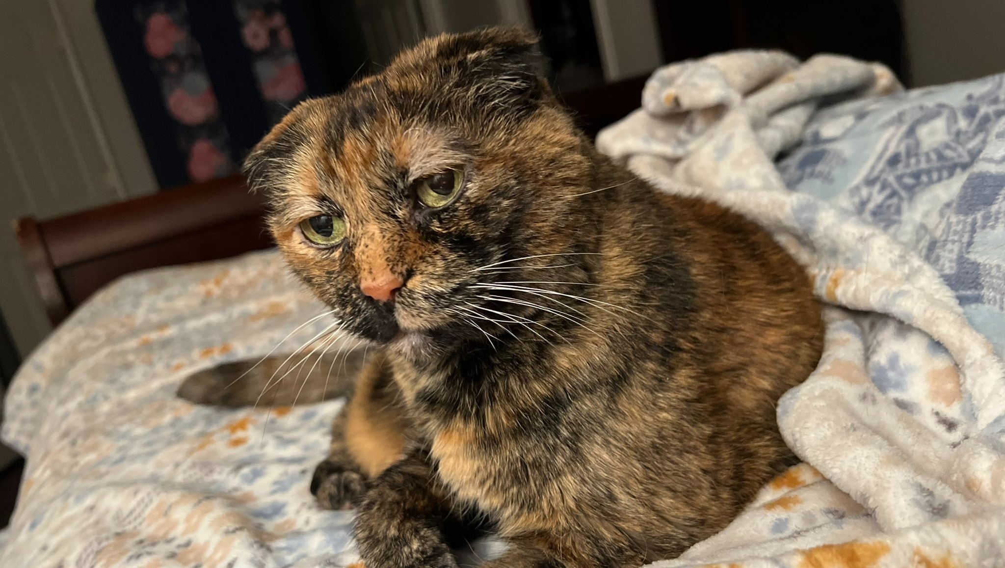 Fundraiser for Brian Kress by Fizziberry Fizziberry : Support Owl the ...