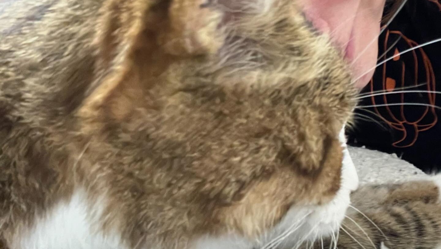 Fundraiser by Kelly Kennedy : Support Vee in Honoring Toni Bologna's Little Kitty Legacy