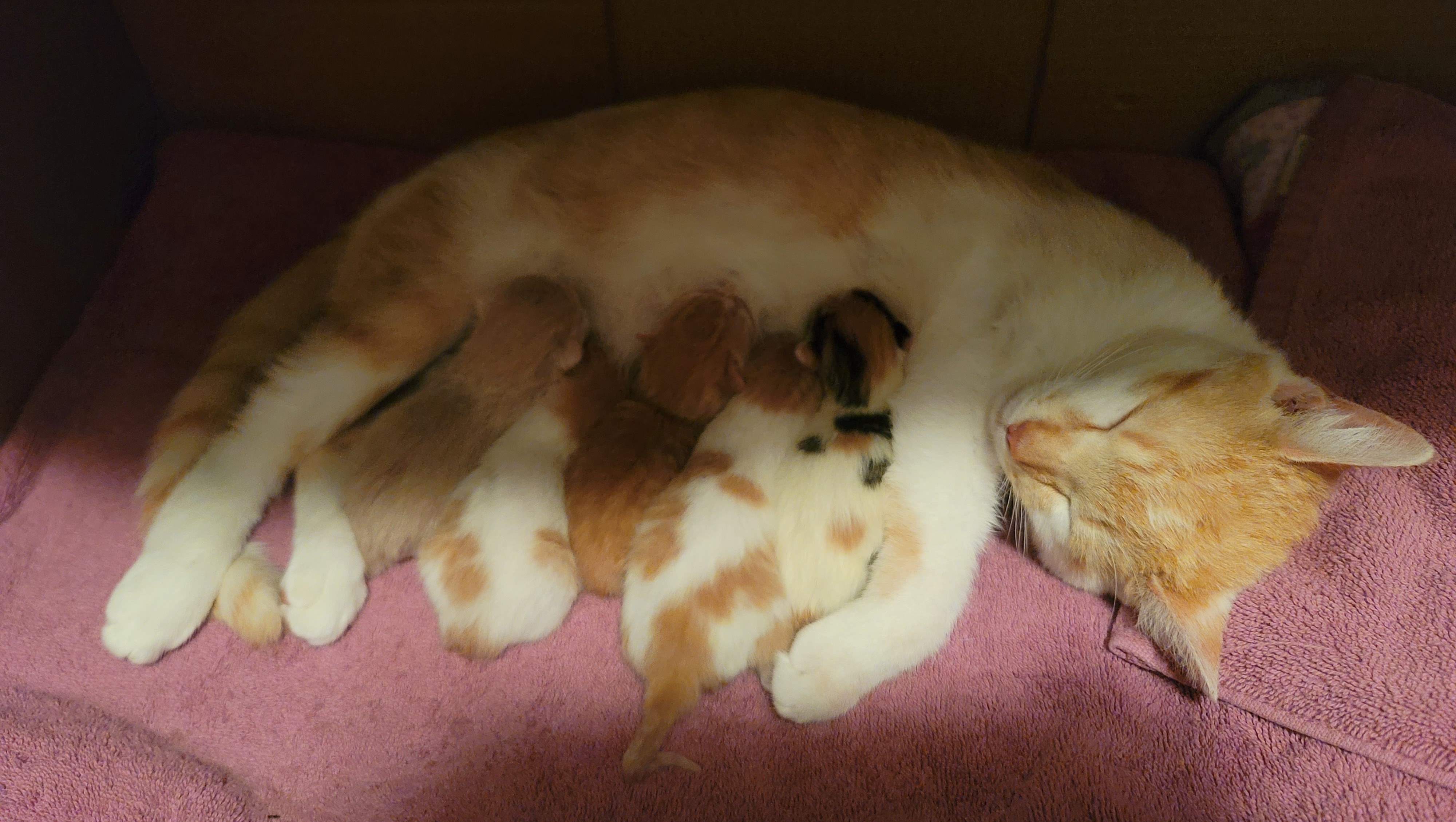 Fundraiser by Laura Grabill : Support Angel's Recovery and Her Kittens ...