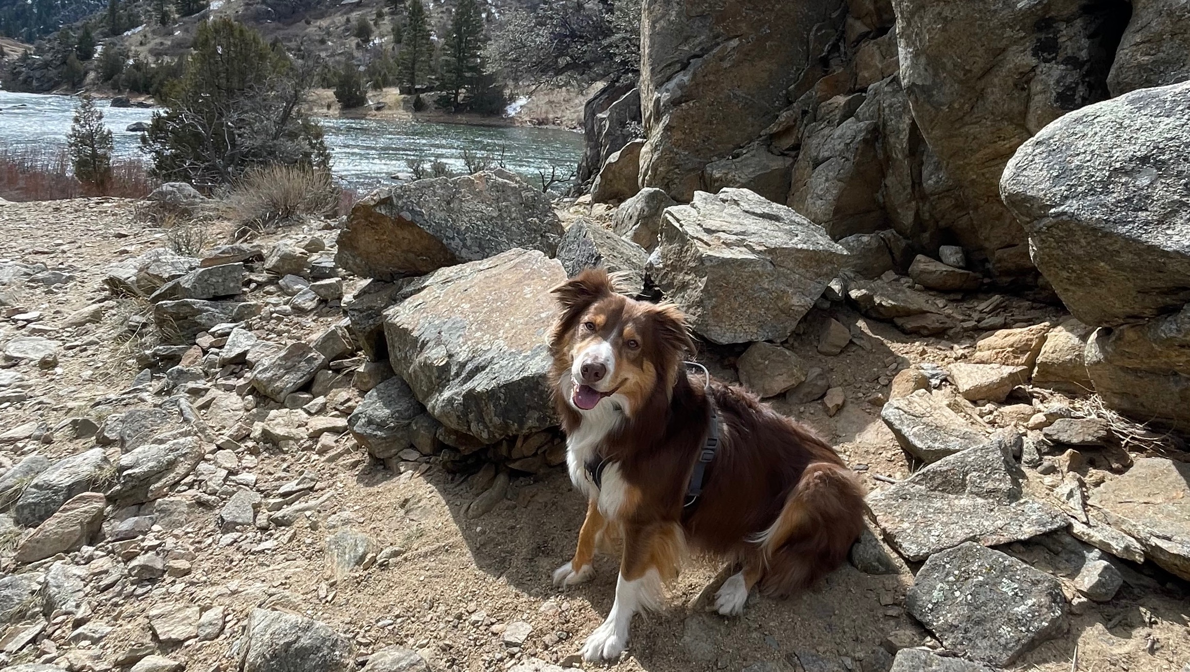 Fundraiser by Kristin Lantz : Support Koda's Recovery