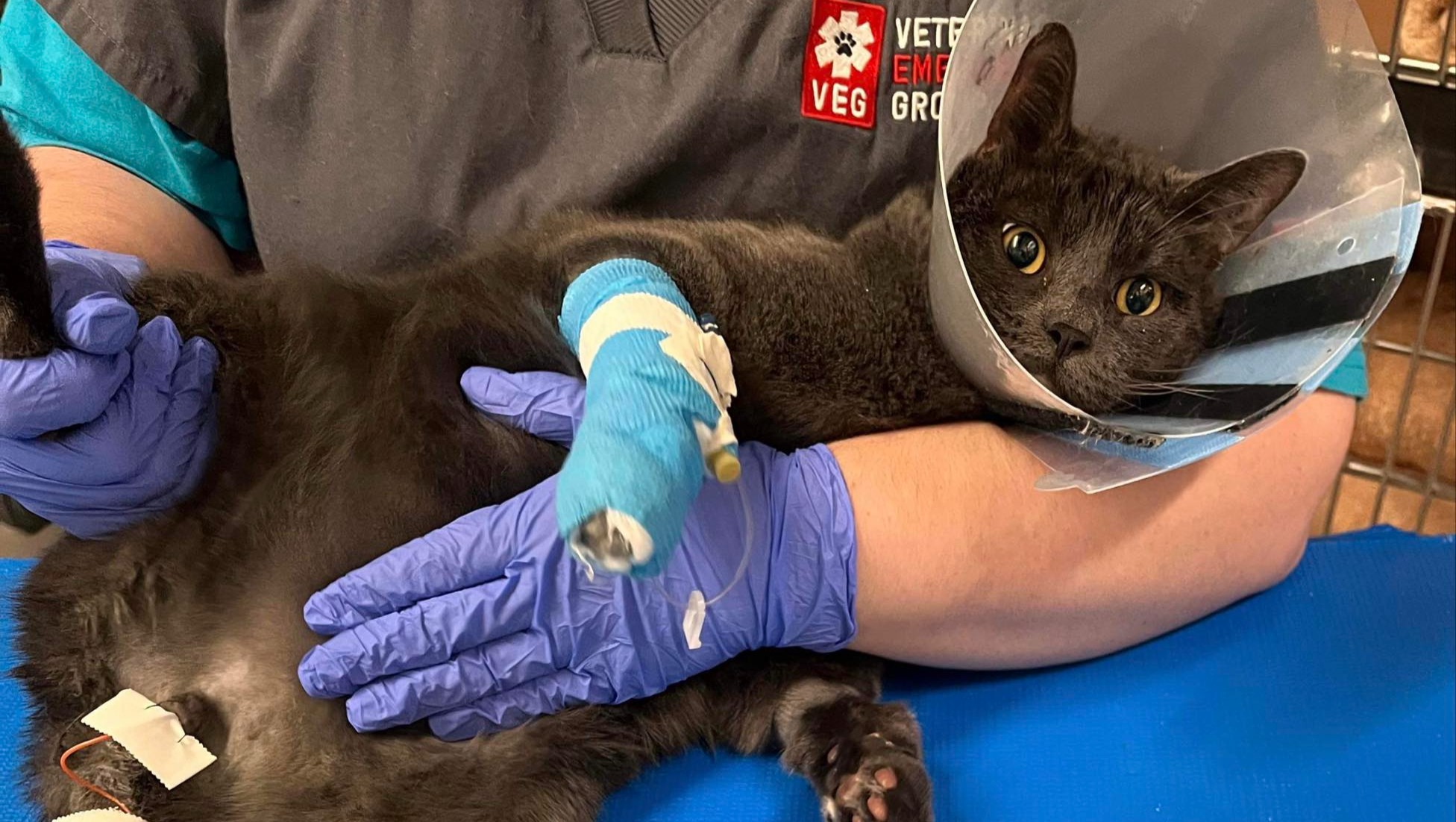 Fundraiser by Cat Allies Project A NJ Non-Profit Corporation : Please ...