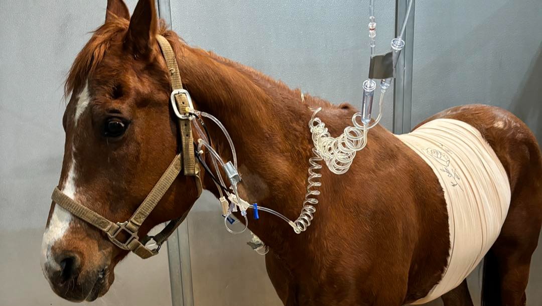 Fundraiser for Amie Hoffman by Sara Glover : Hank Hoffman's Recovery ...