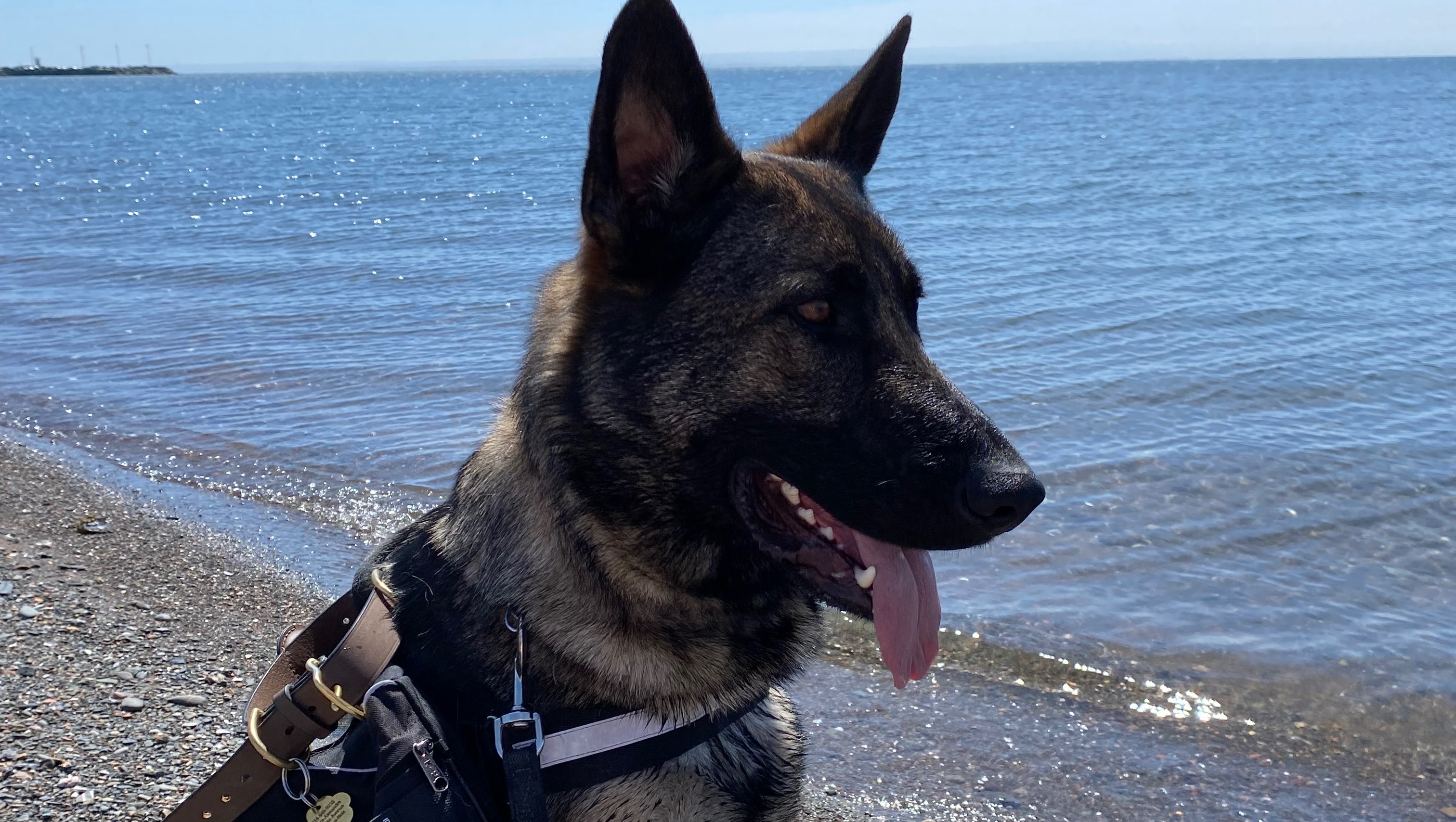 Fundraiser by Pierre-Alexandre Soucy : SAUVONS DJANGO ️‍