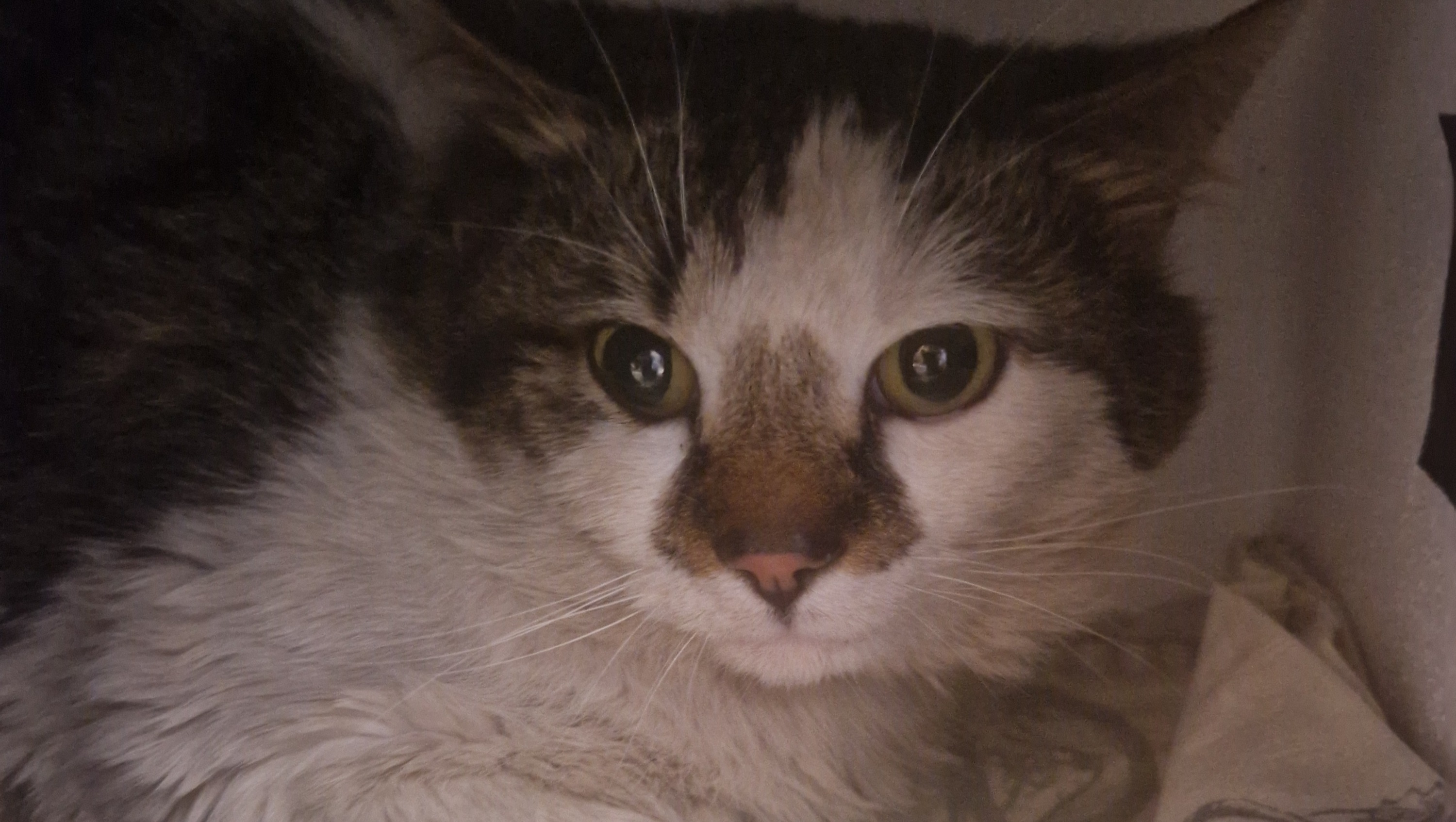 Fundraiser by Rachel Fidler : RachelsS35cats