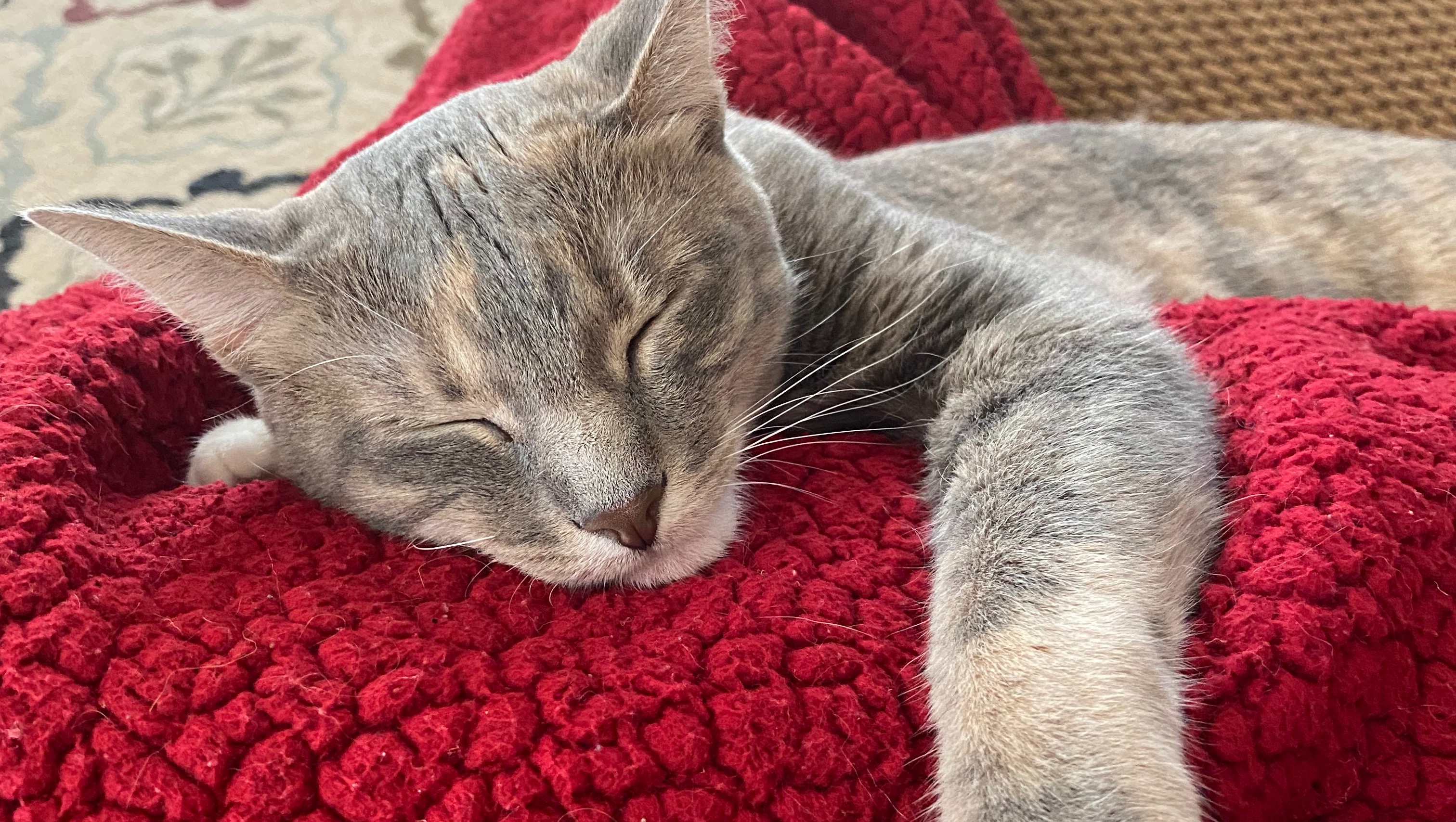 Fundraiser by Emma Roush : Help Emma’s Cat Tinker Roush With Life ...