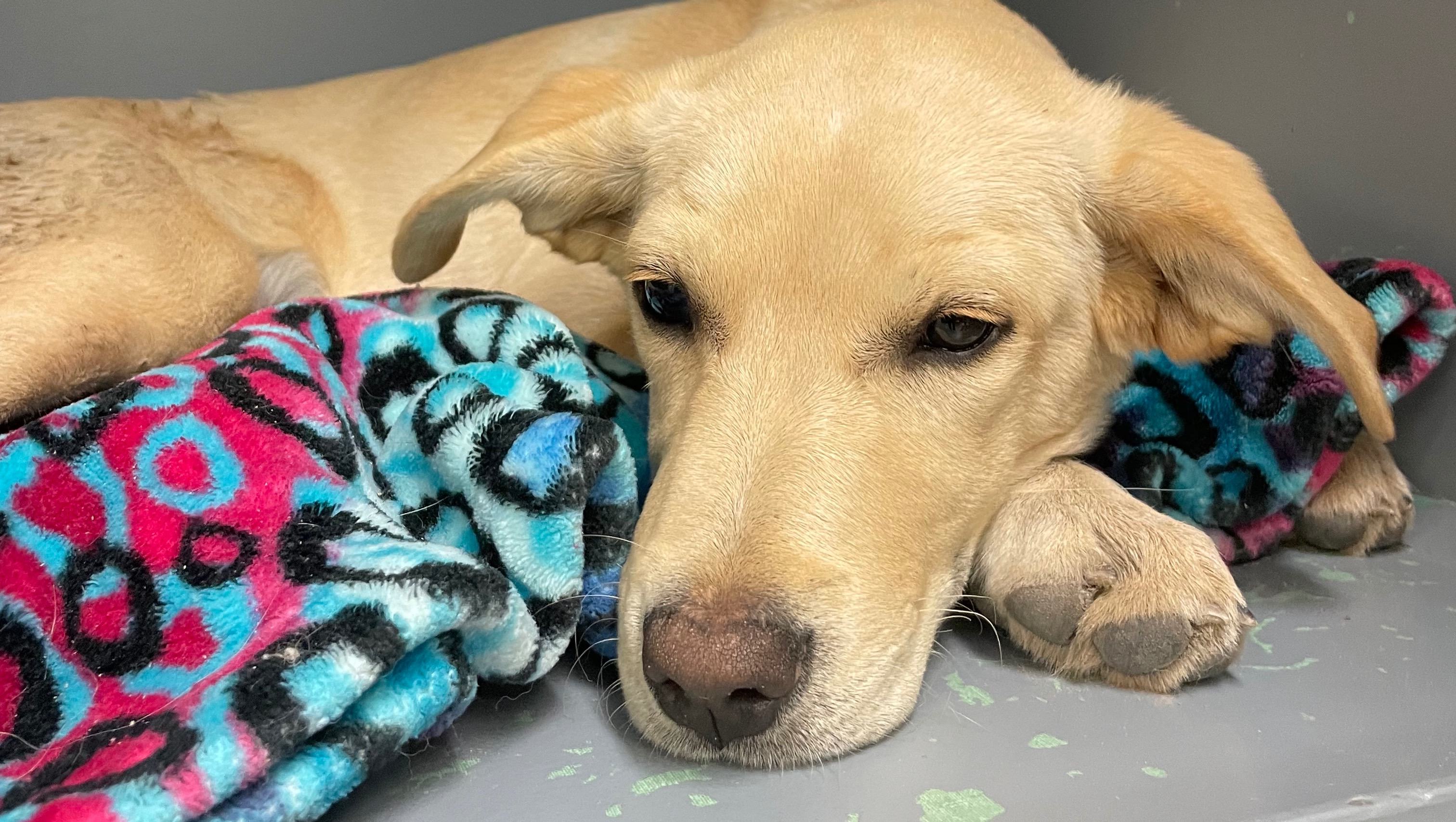 Fundraiser by Janet Marschner : Mallo