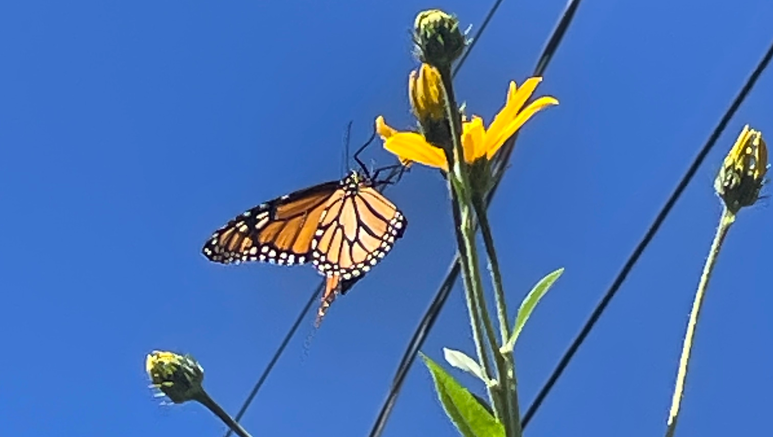 Fundraiser for Sam Albarian by dandy lion : Support Aspen’s Legal Costs ...