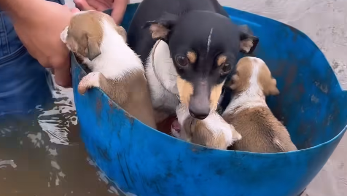 Fundraiser by Mariana Alves : Animals left behind during floods in RS ...