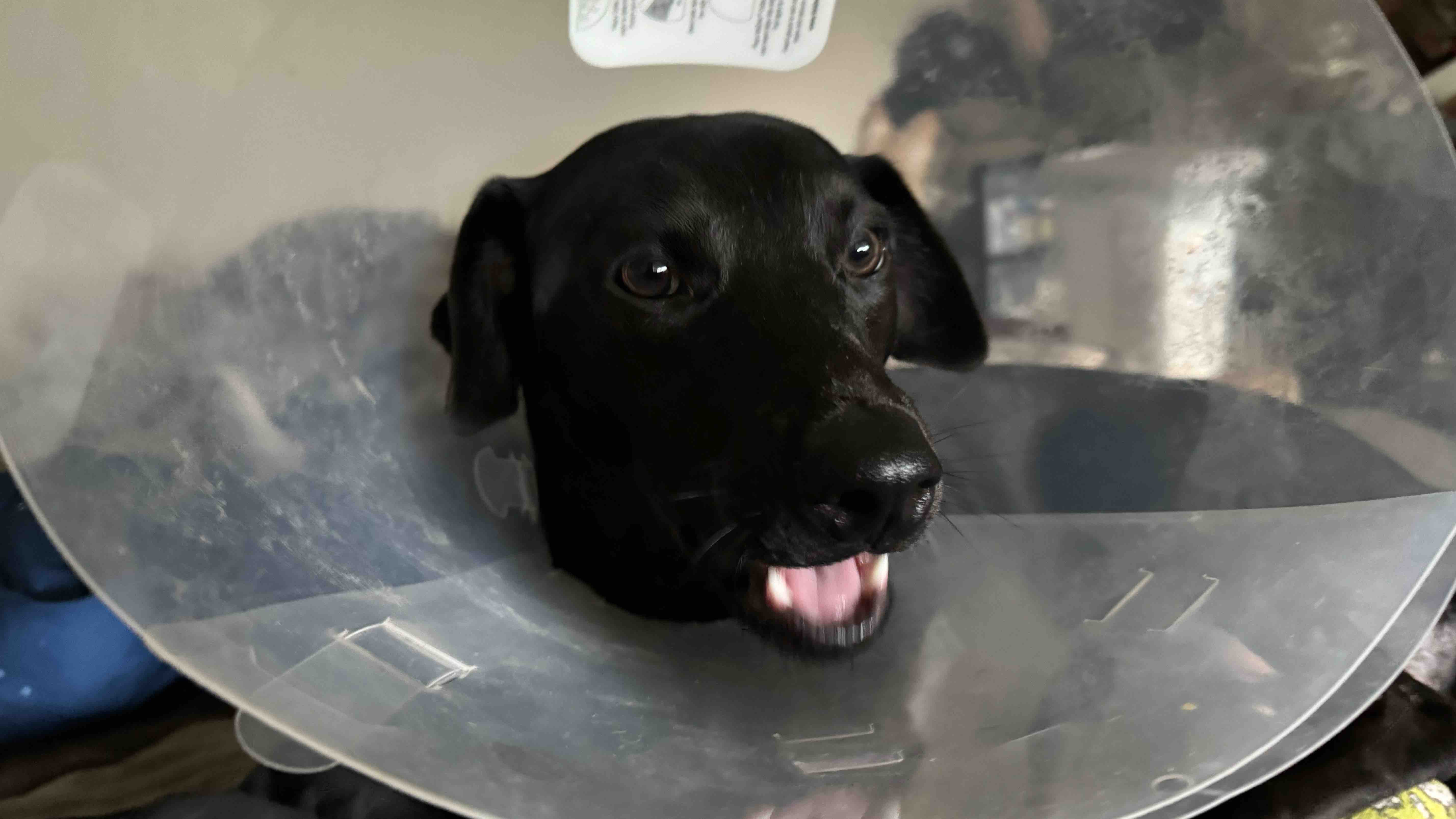 Fundraiser by Nyx Ariel Connell : Percy Was Hit by A Car