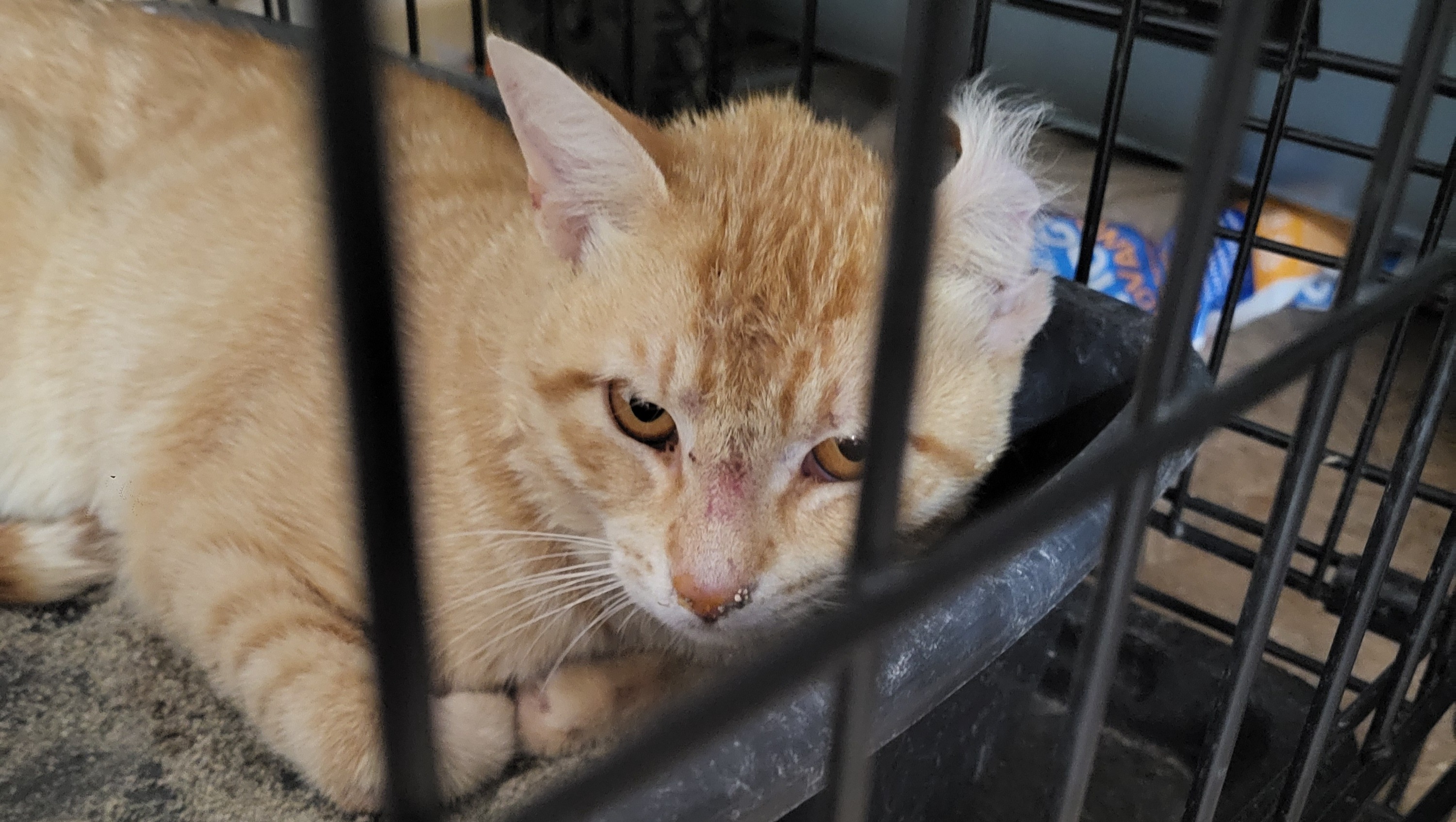 Fundraiser by Rachel Roop : Support Rachel's Fight for AJ's Life