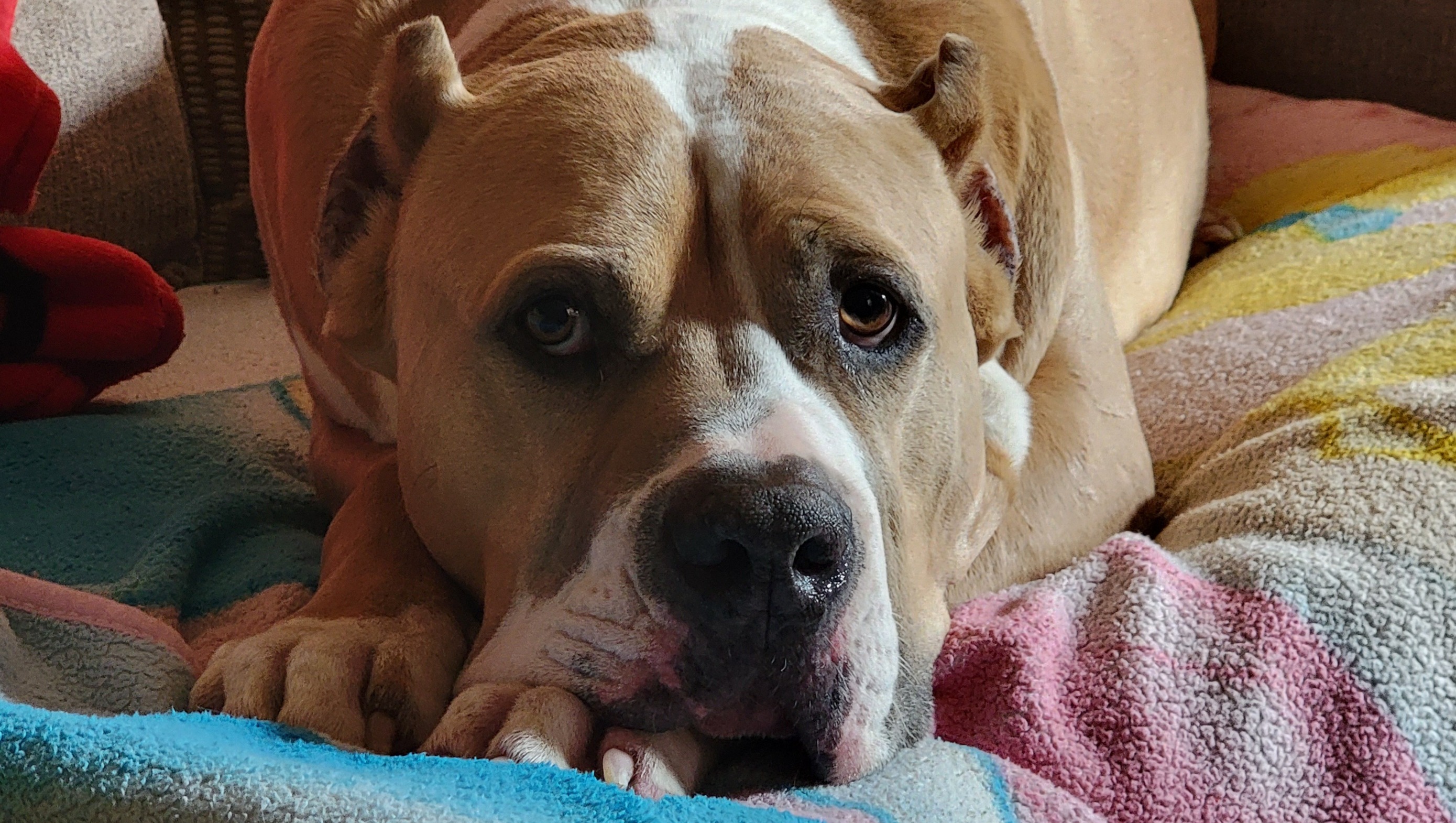 Fundraiser by Aaron Tippett : Help Simba beat Cancer!