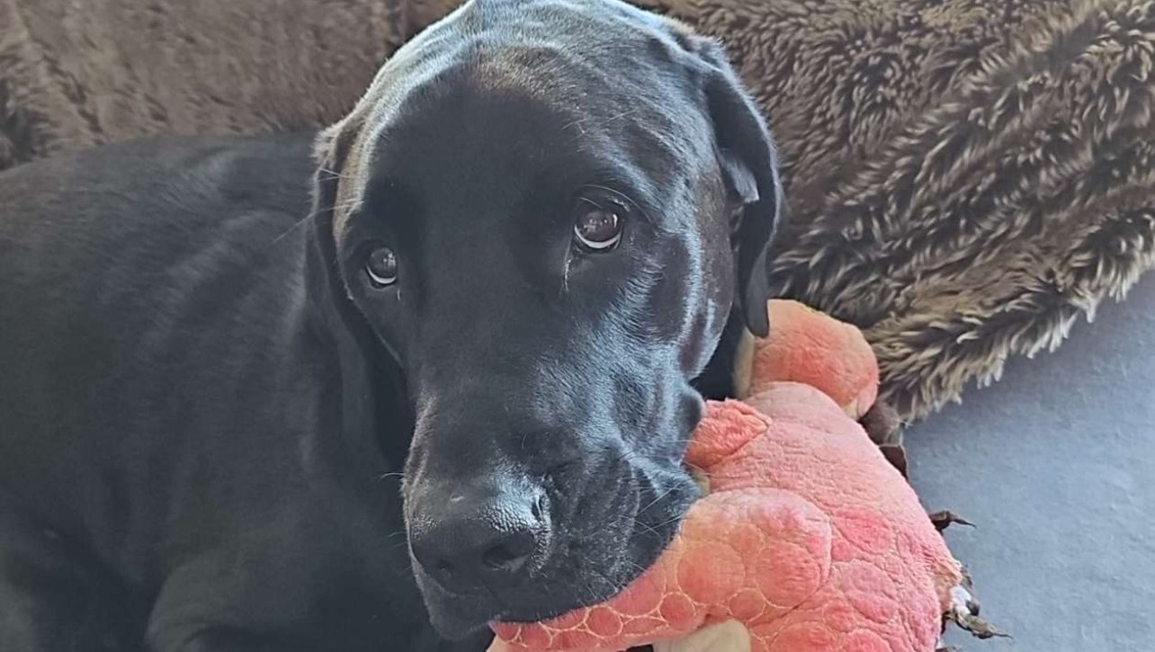 Fundraiser by Lori Smerdon : Support Jug's Surgery and Samantha's Hope