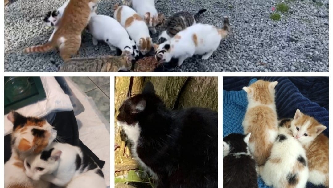 Fundraiser by Paws and Claws Cats and Kittens for adoption and TNR : Help needed for neutering ...