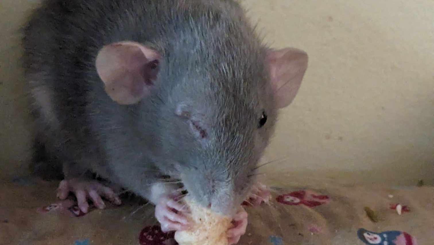 Fundraiser by Michelle Axford : Help Pay Remy's Vet Bills!